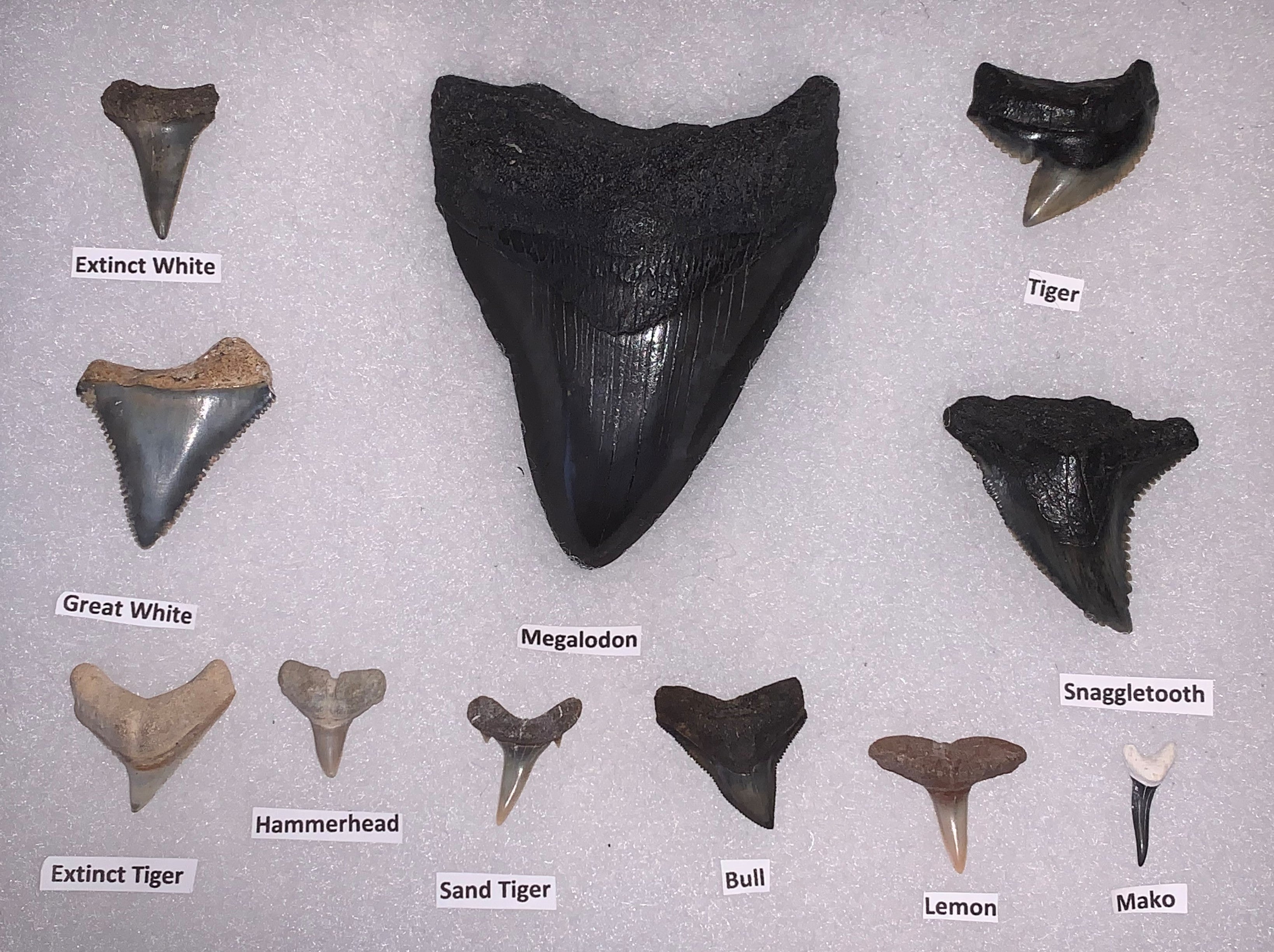 Fossil Shark and Ray Teeth for sale – Jako's Fossil Emporium