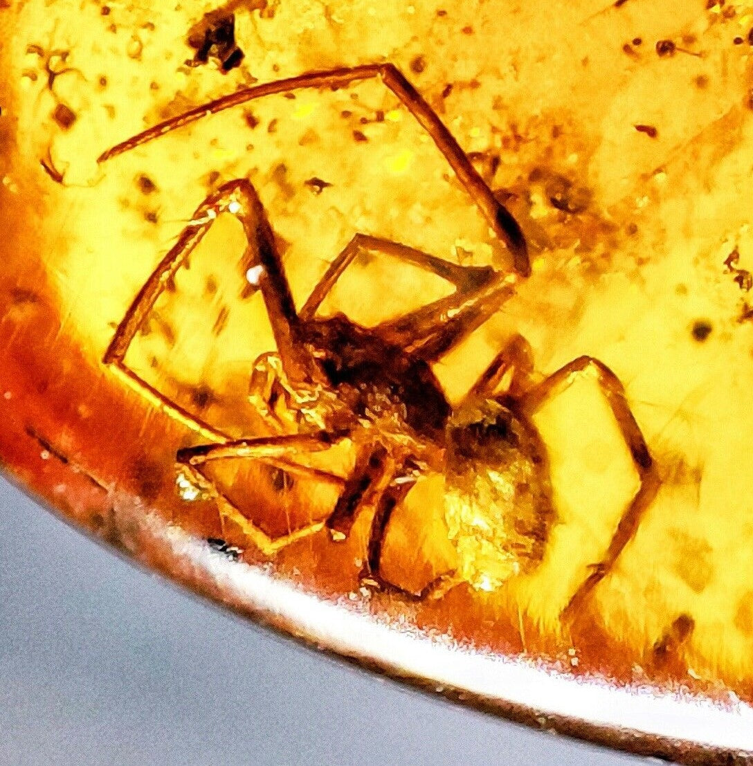 Amber with Insects and other Invertebrates for sale – Jako's Fossil ...