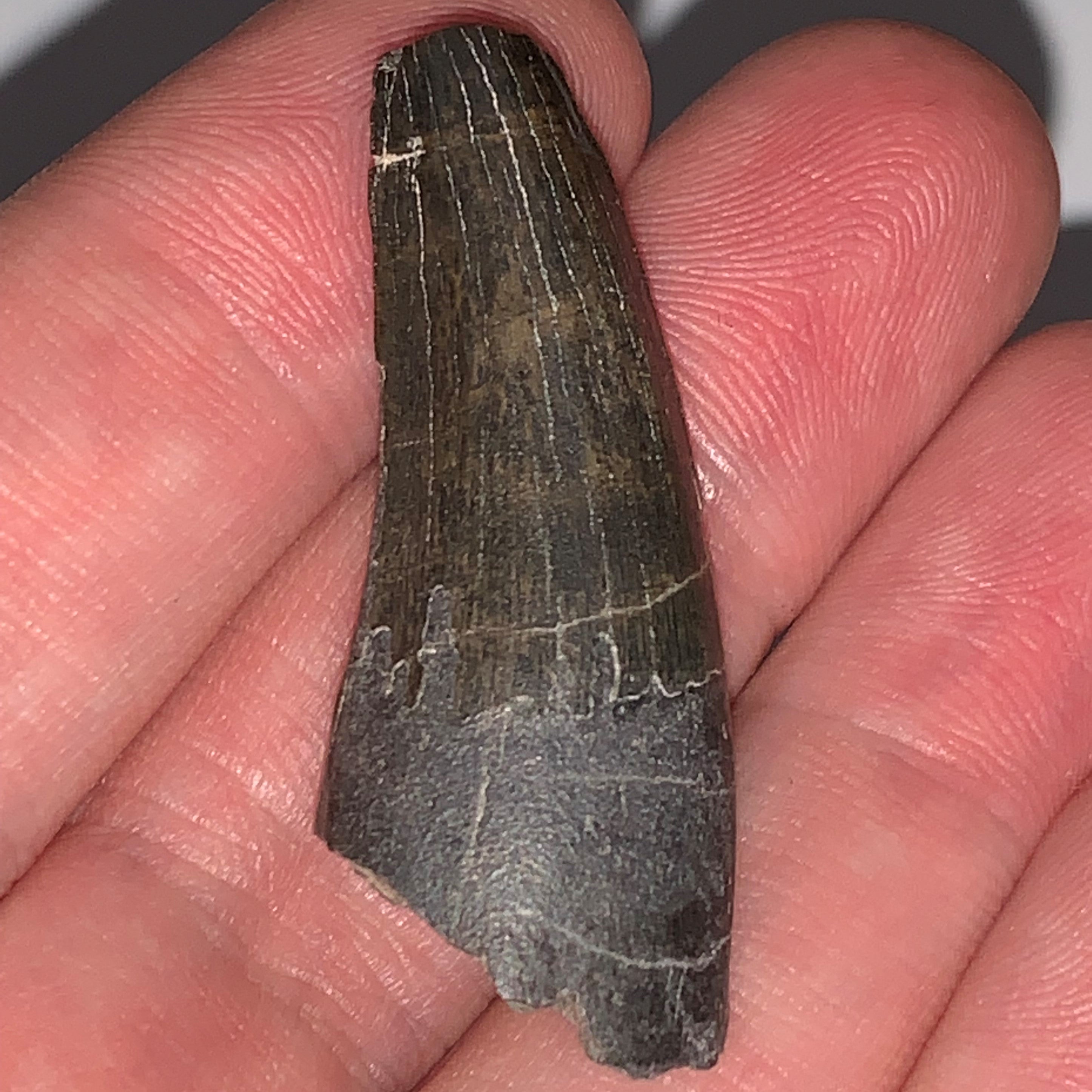 Suchomimus Fossils for sale – Jako's Fossil Emporium