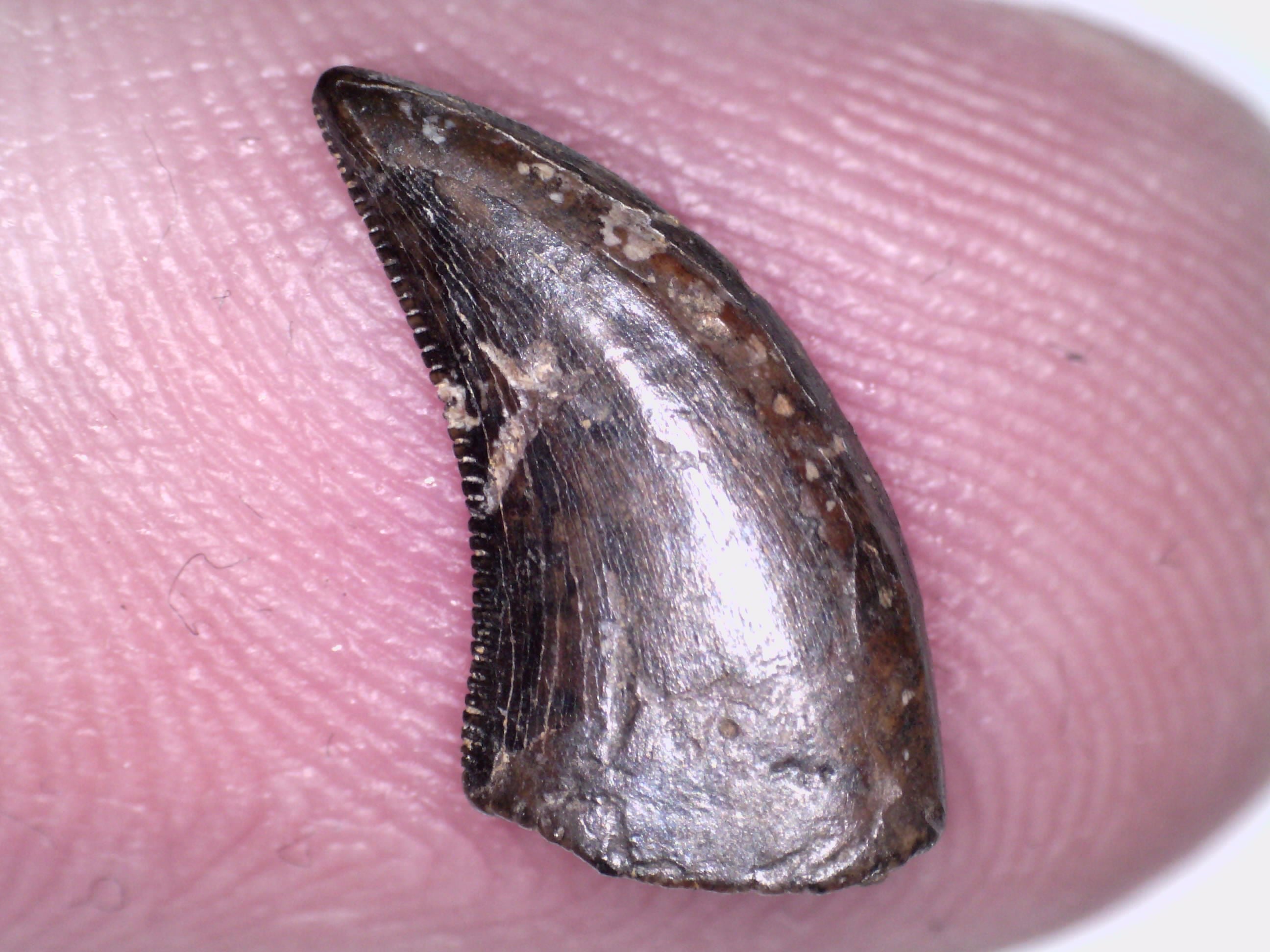 Dromaeosaur True Raptor Fossils for sale – Jako's Fossil Emporium