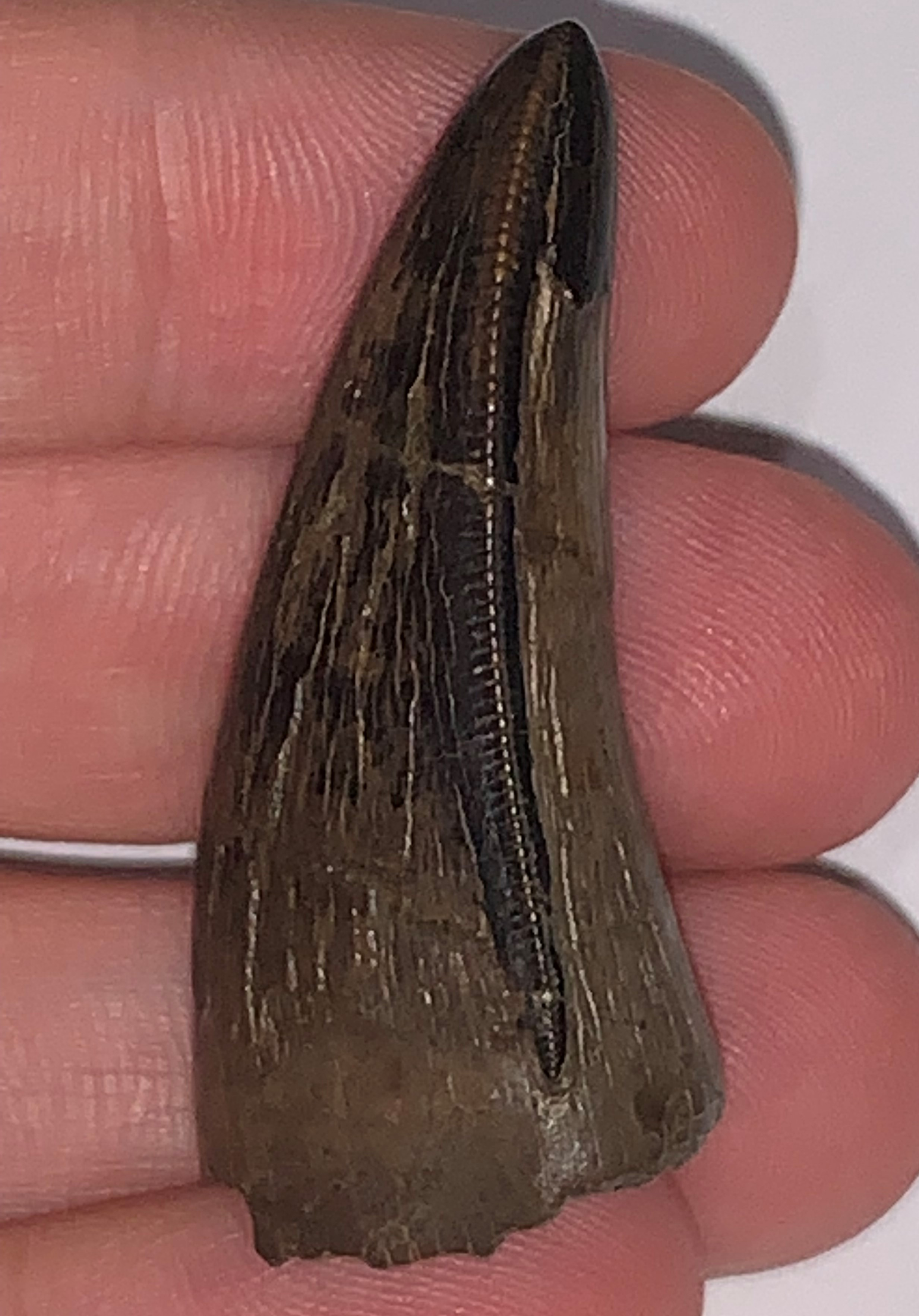 Tyrannosaur Rex T-Rex Teeth For Sale – Jako's Fossil Emporium