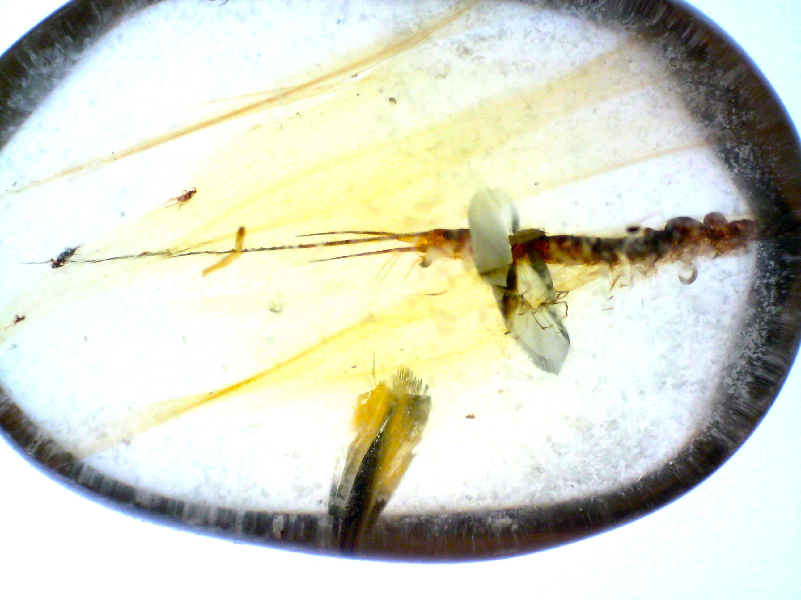 Authentic Dinosaur age Amber Silverfish – Jako's Fossil Emporium