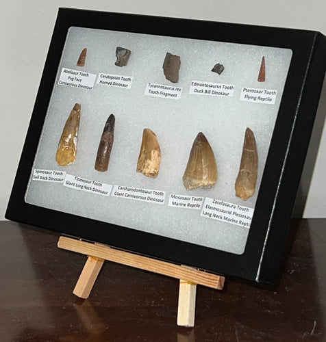 Tyrannosaur Rex T-Rex Teeth For Sale – Jako's Fossil Emporium