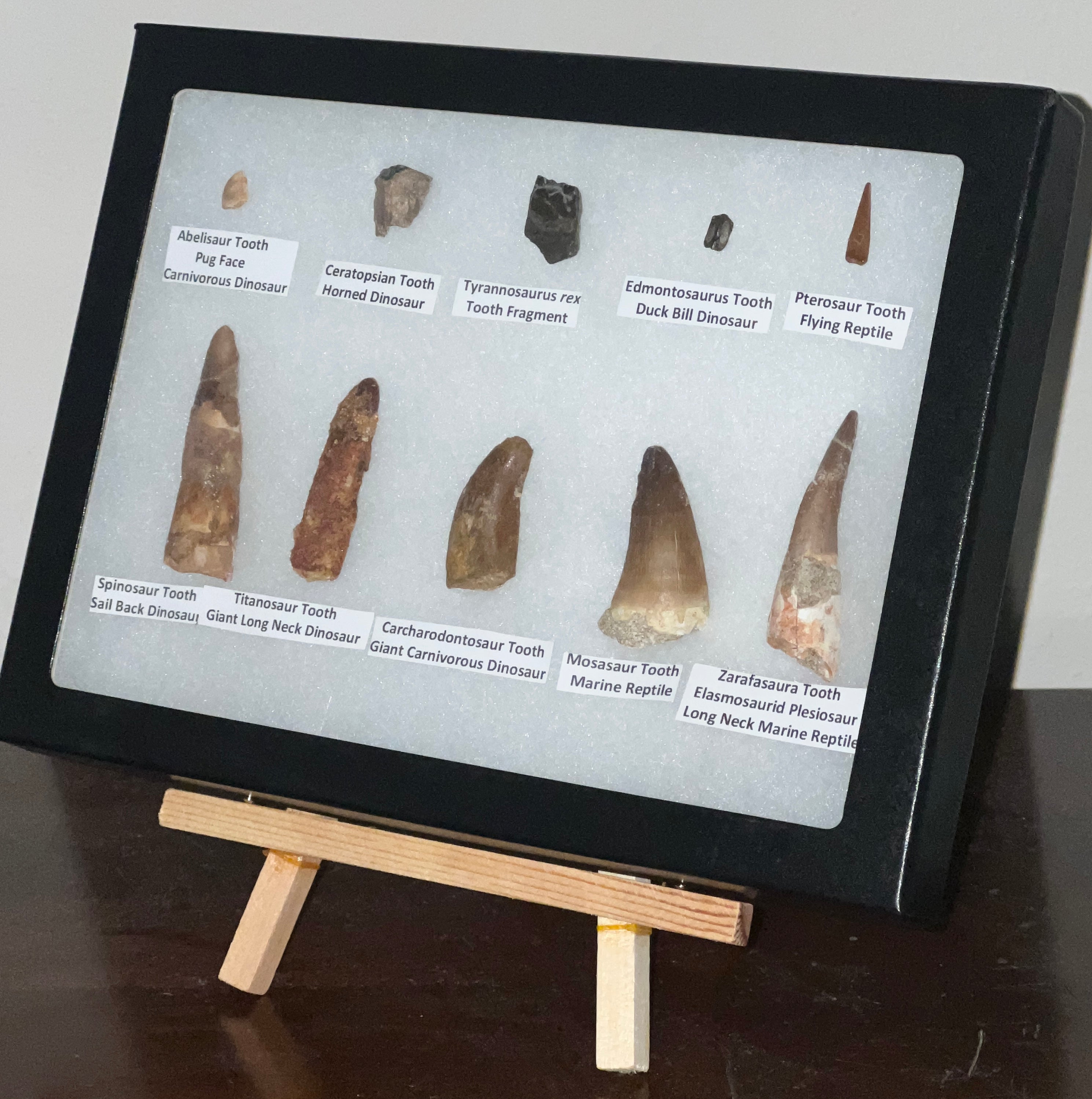 Framed 10 Dinosaur and Reptile Fossil Tooth Collection for sale – Jako ...