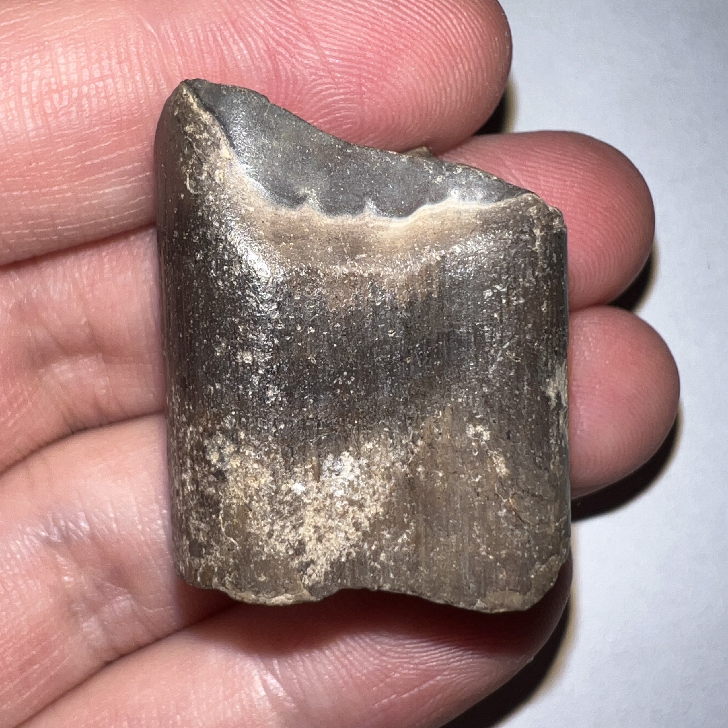 Authentic Ground Sloth Megalonyx Tooth for sale 1.22 inches – Jako's ...