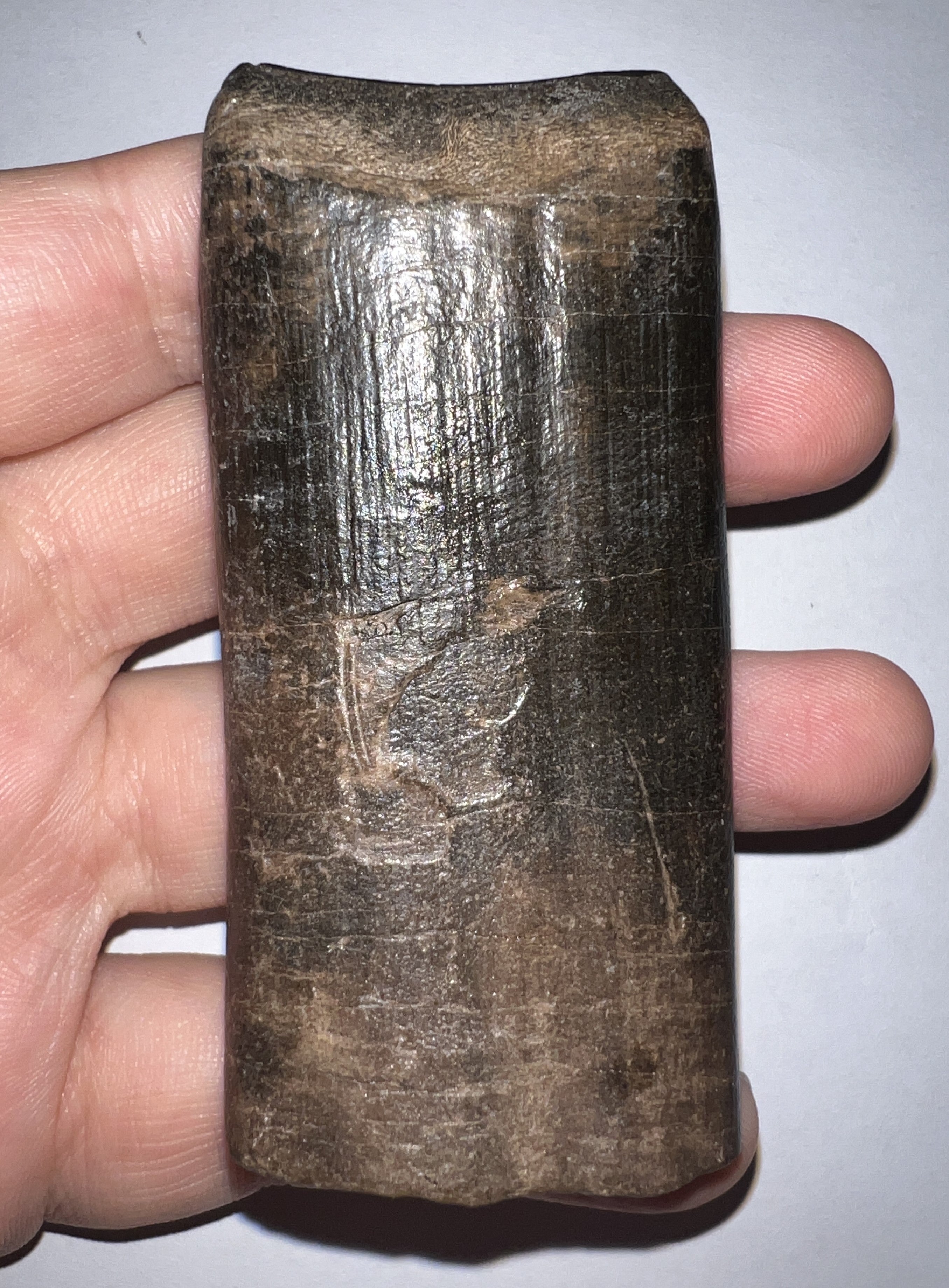 Authentic Giant Ground Sloth Eremotherium Partial Tooth for sale 3.15 ...