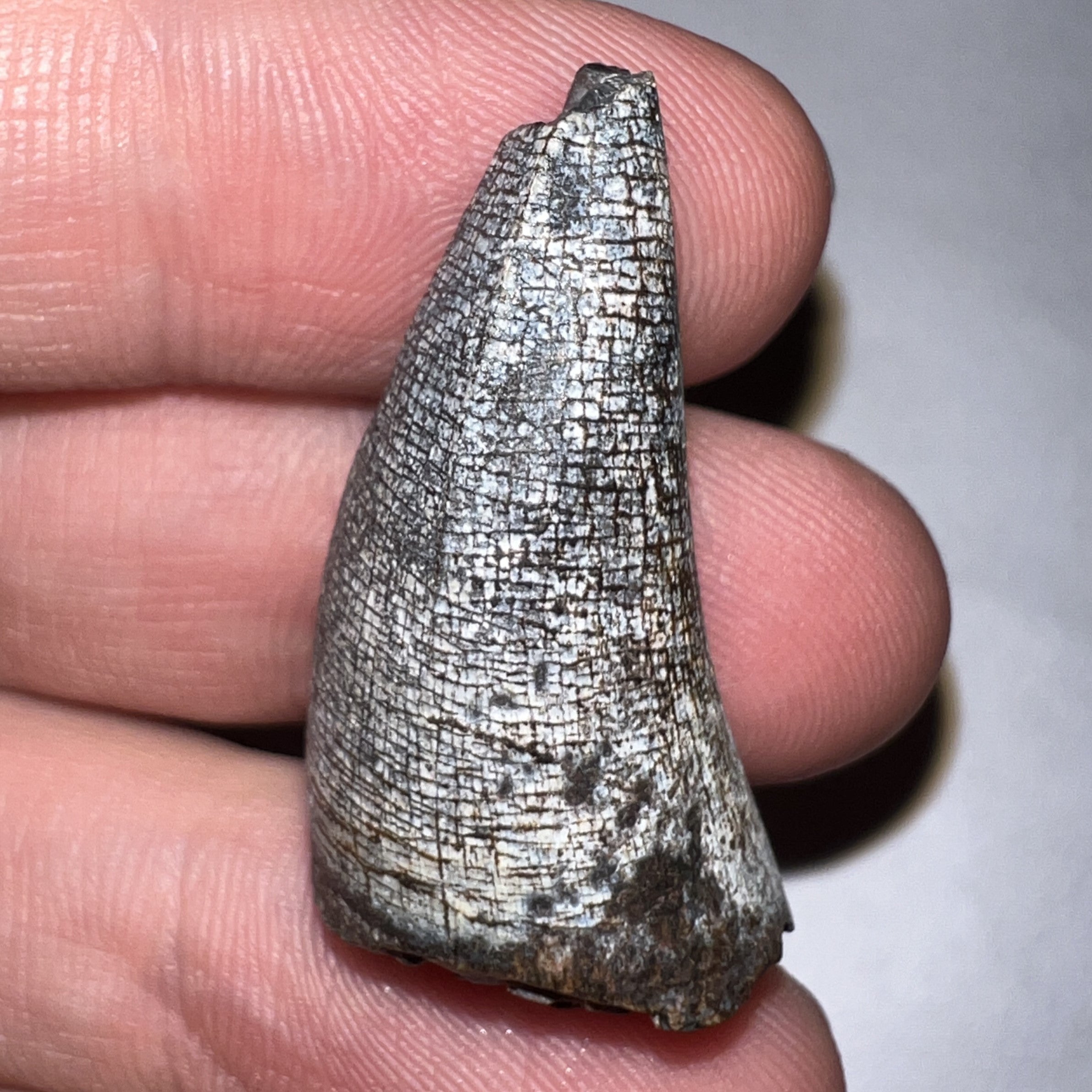 Supercroc Sarcosuchus Imperator Tooth for sale 1.24 Inches – Jako's ...