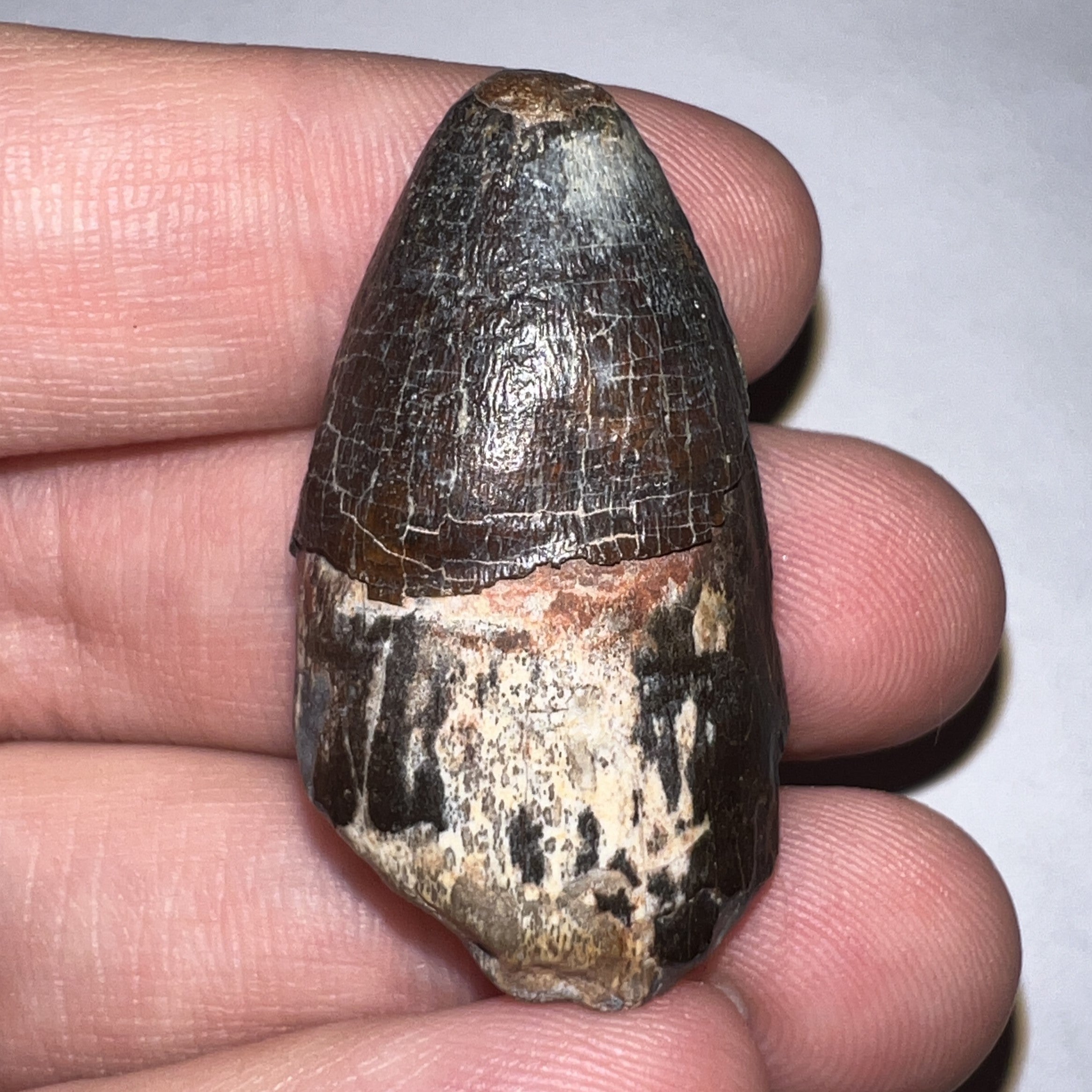 Supercroc Sarcosuchus Imperator Tooth for sale 1.43 Inches – Jako's ...