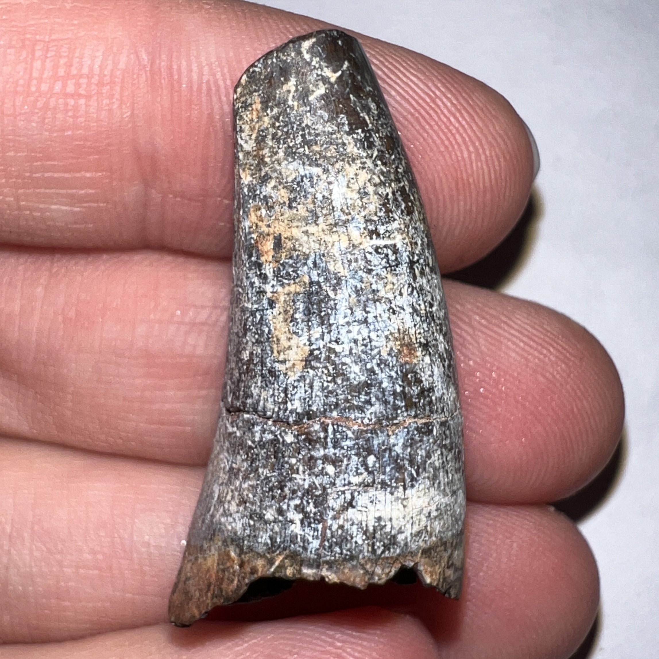 Supercroc Sarcosuchus Imperator Tooth for sale 1.37 Inches – Jako's ...