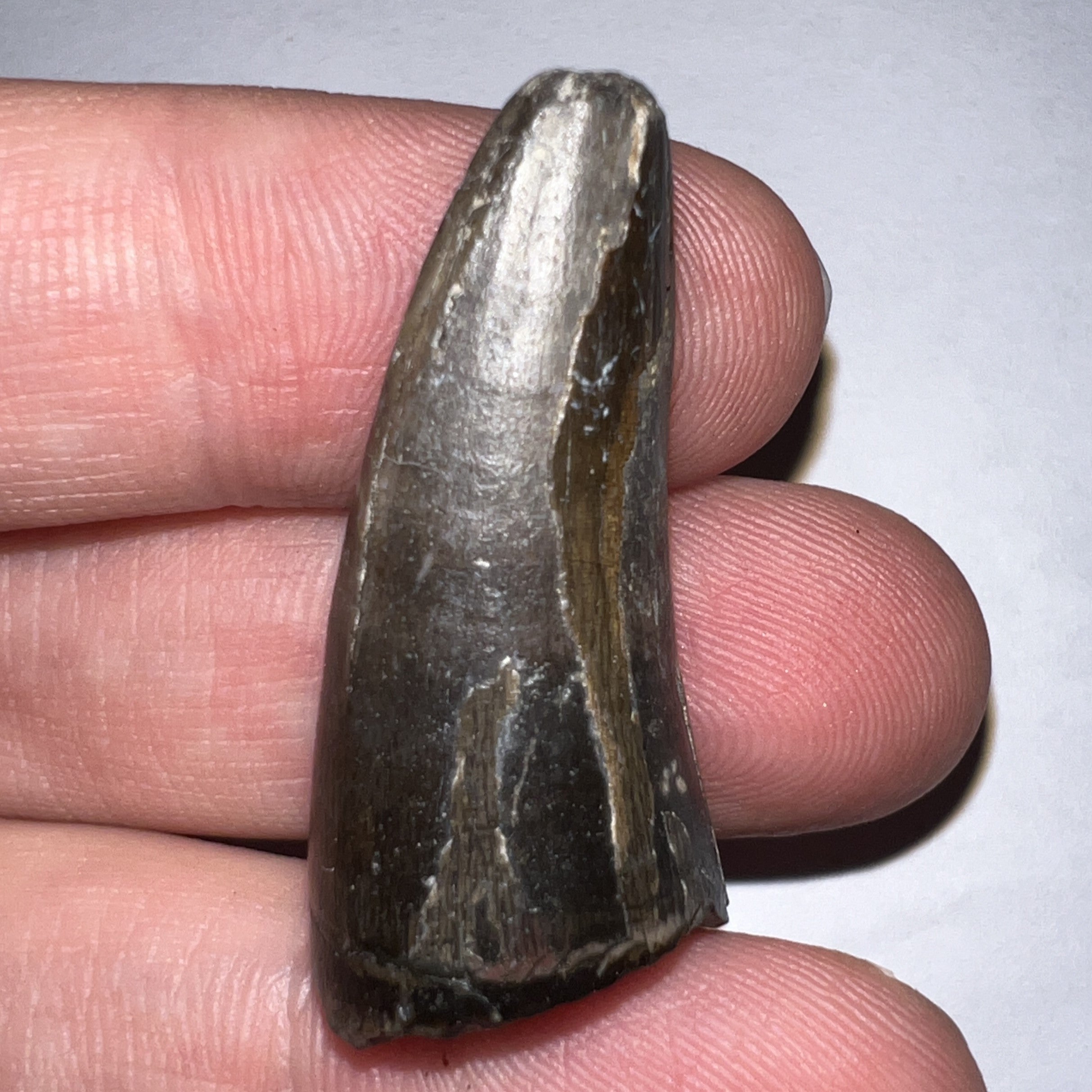 Supercroc Sarcosuchus Imperator Tooth for sale 1.36 Inches – Jako's ...