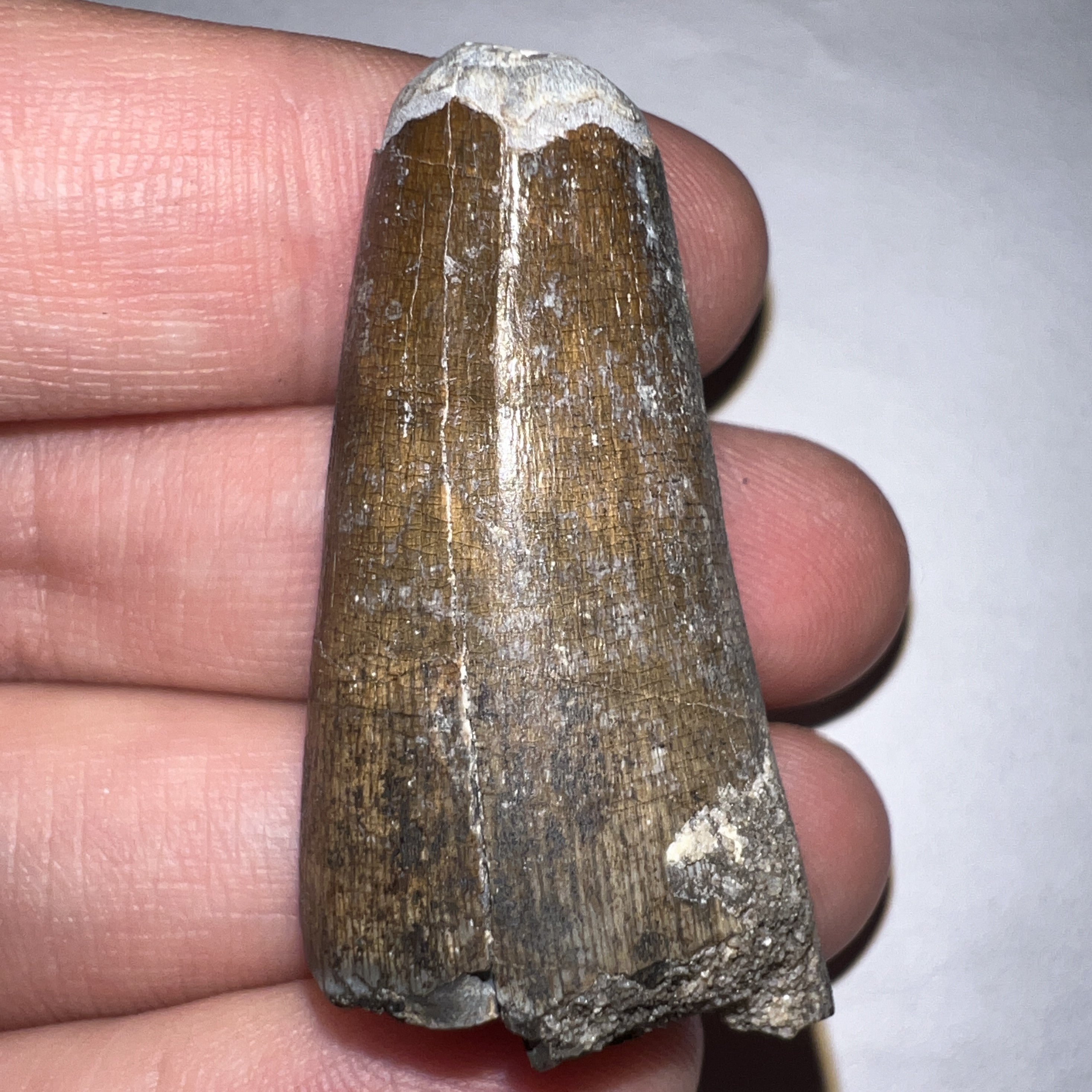 Large Supercroc Sarcosuchus Imperator Tooth for sale 1.66 Inches – Jako ...