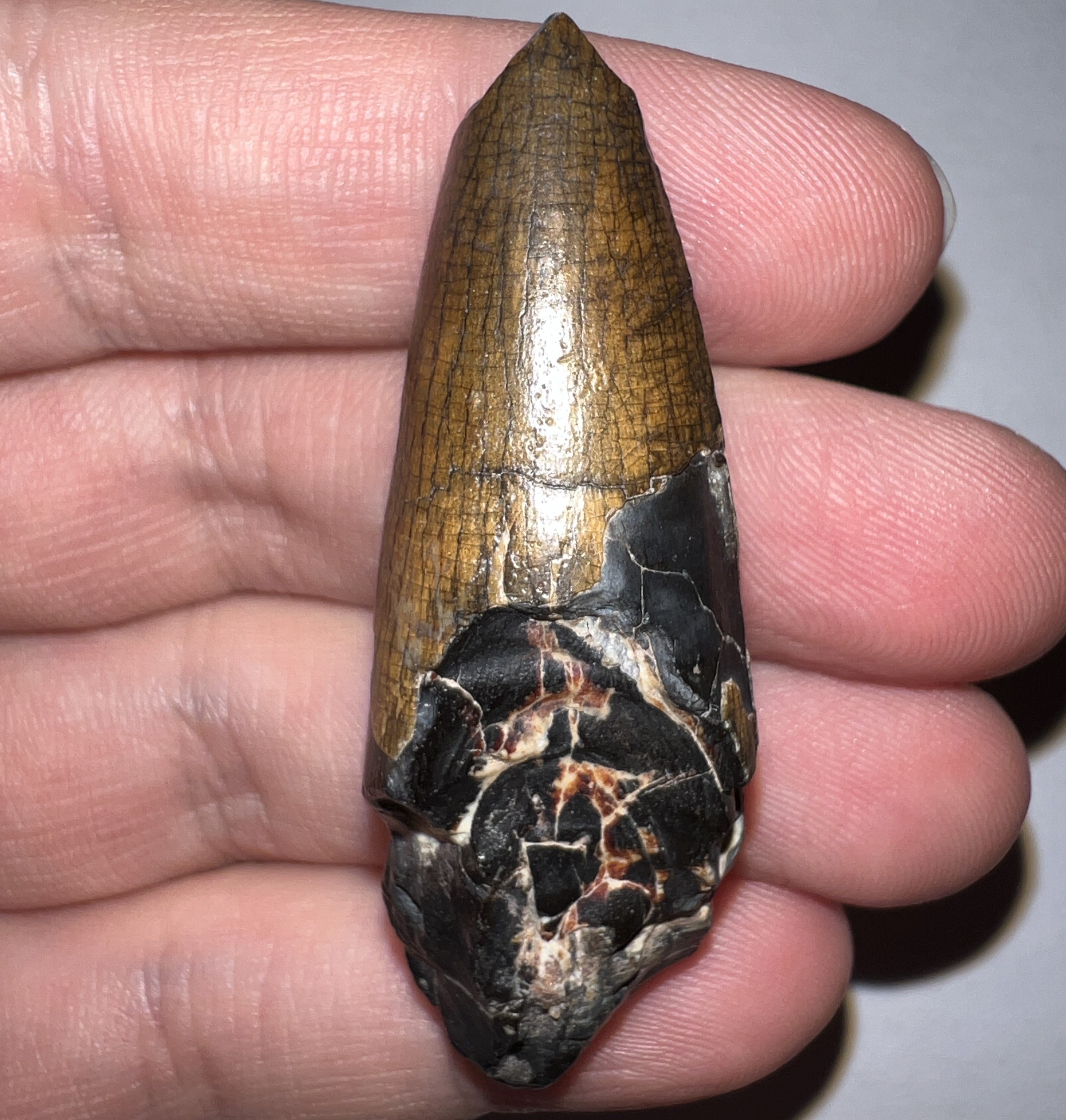 Huge Supercroc Sarcosuchus Imperator Tooth for sale 2.12 Inches – Jako ...