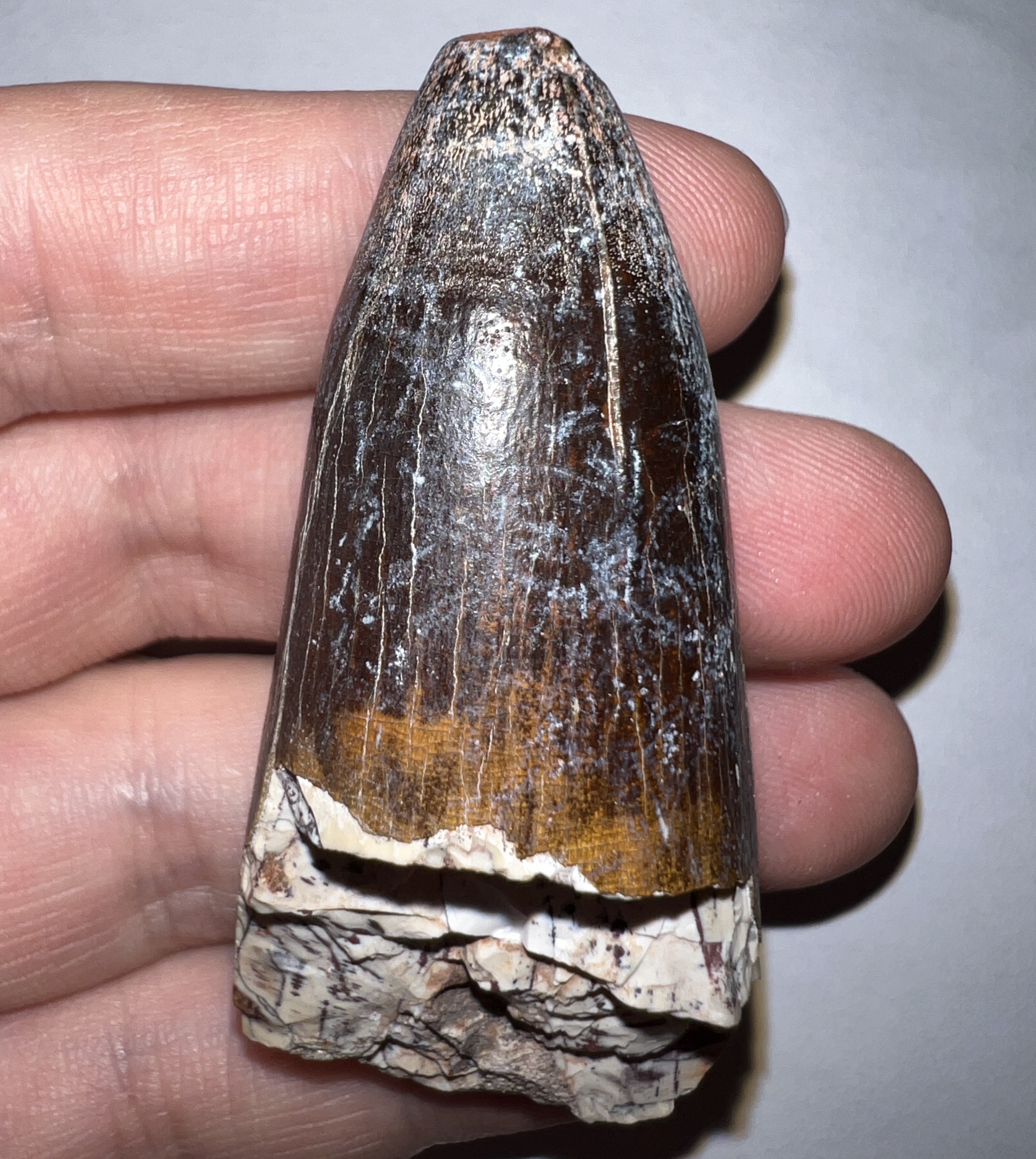 Huge Supercroc Sarcosuchus Imperator Tooth for sale 2.33 Inches – Jako ...