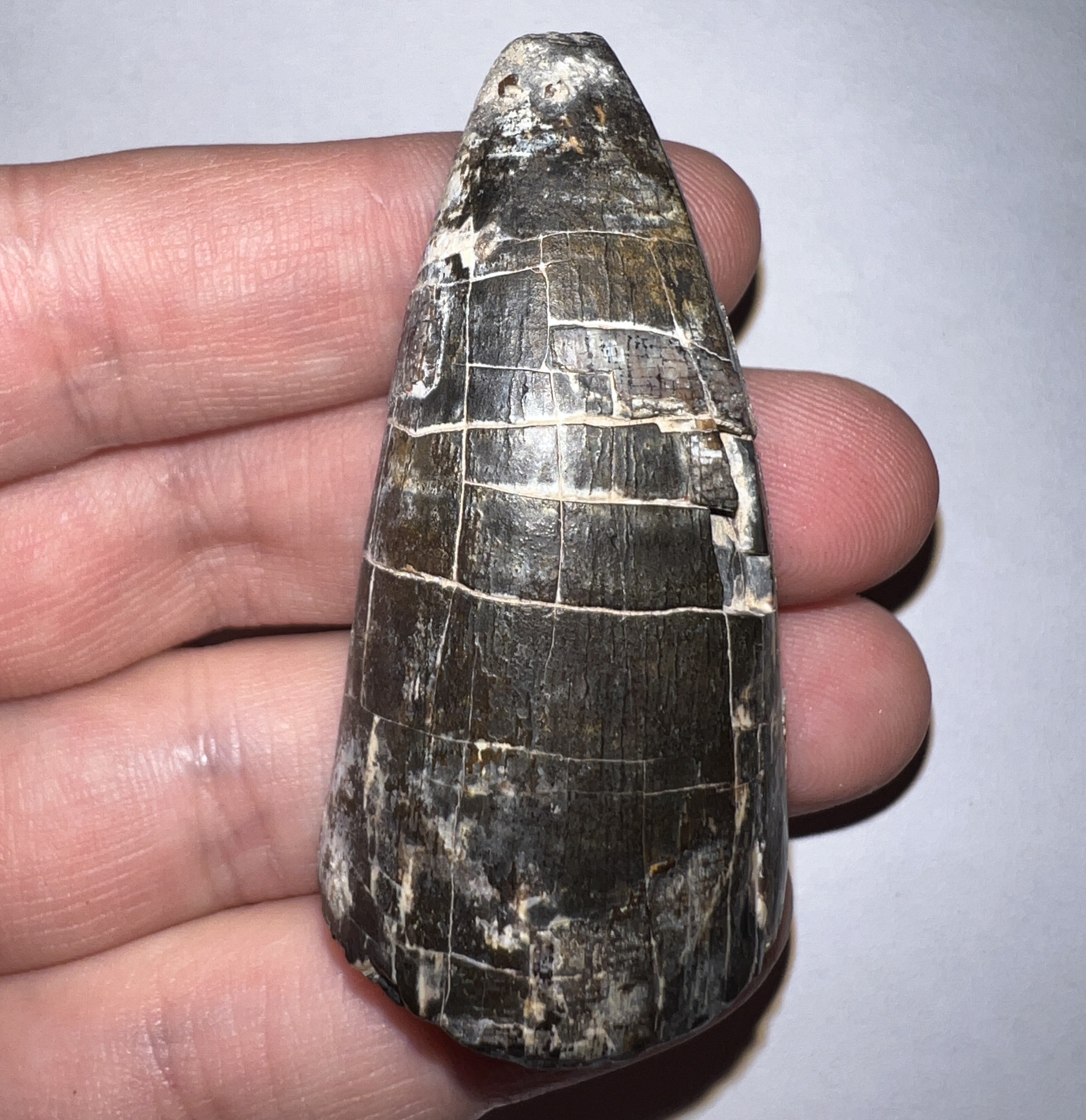 Huge Supercroc Sarcosuchus Imperator Tooth for sale 2.21 Inches – Jako ...