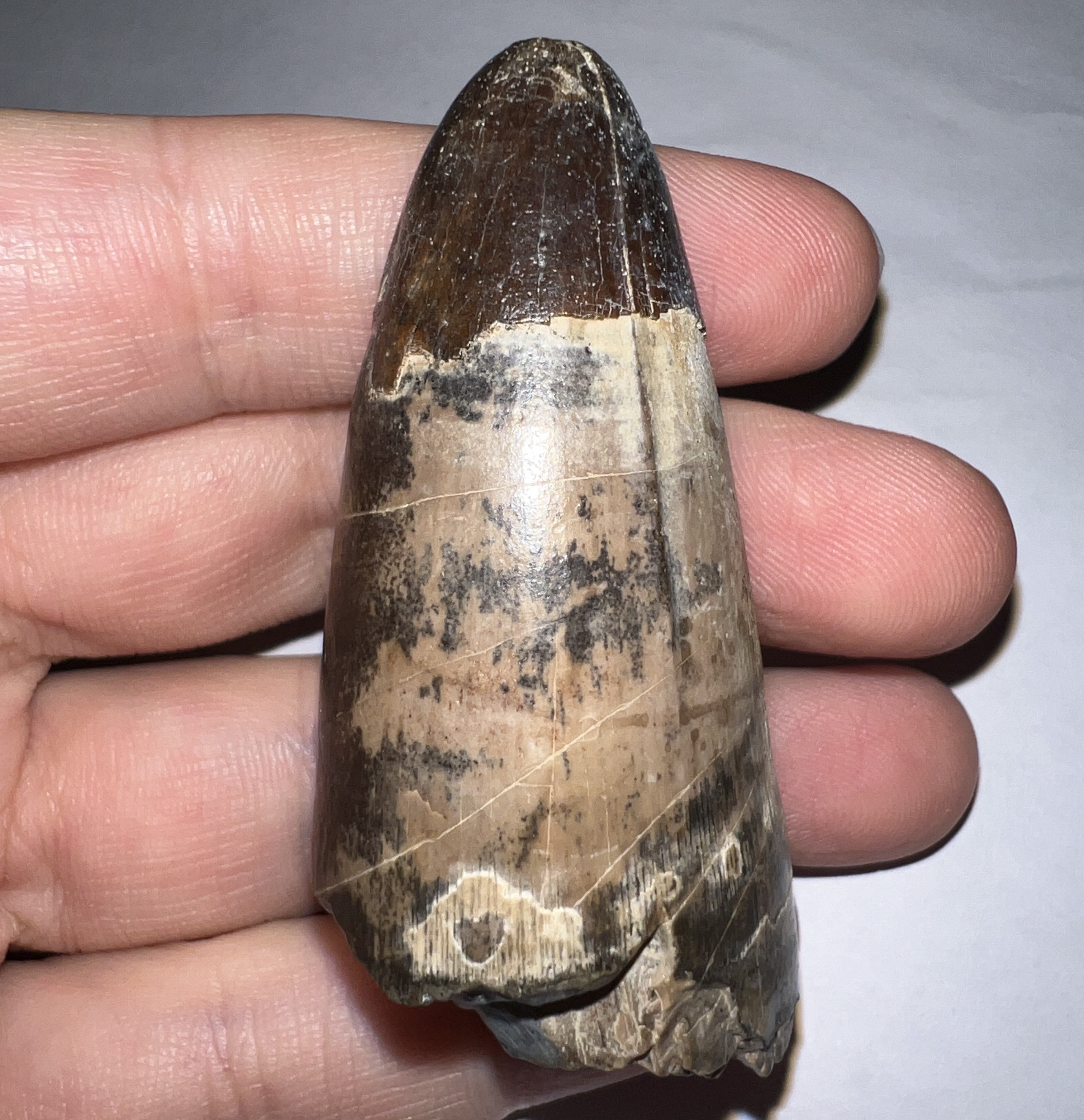 Huge Supercroc Sarcosuchus Imperator Tooth for sale 2.41 Inches – Jako ...
