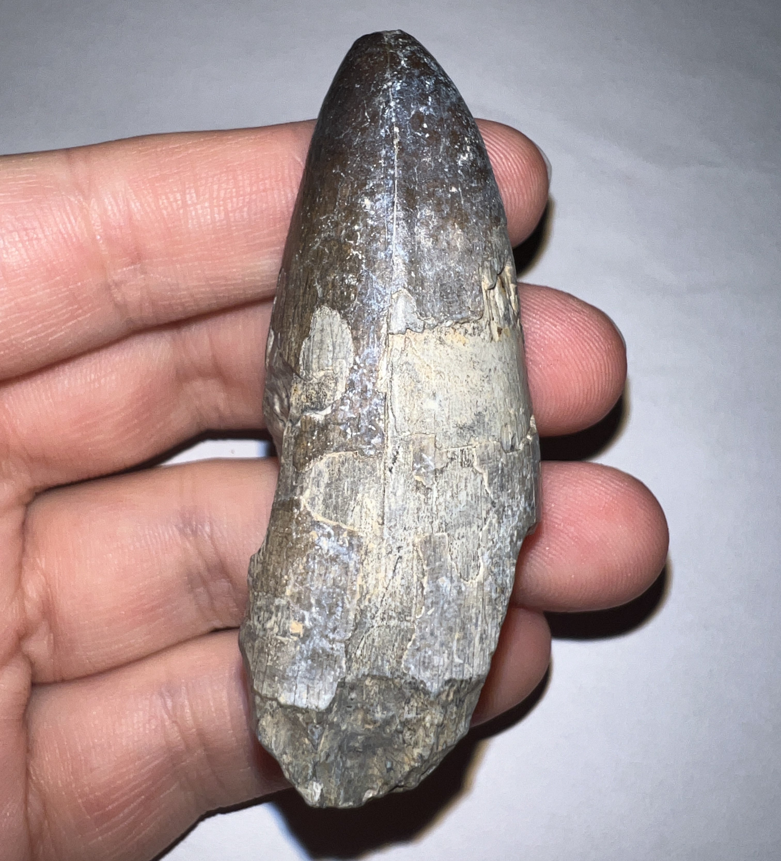 Monster Size Supercroc Sarcosuchus Imperator Tooth for sale 2.6 Inches ...