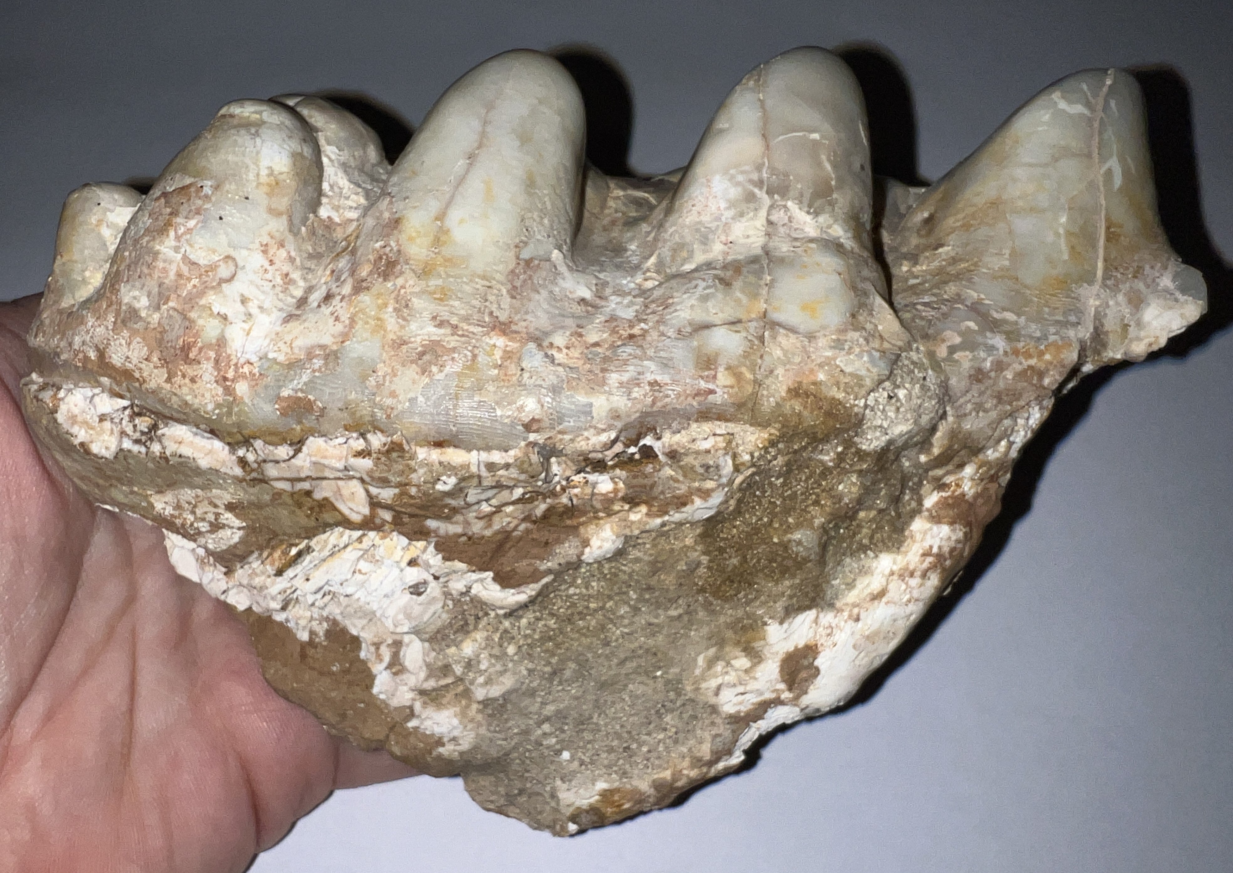 Gomphothere Fossil Molar 5.93 Inches – Jako's Fossil Emporium