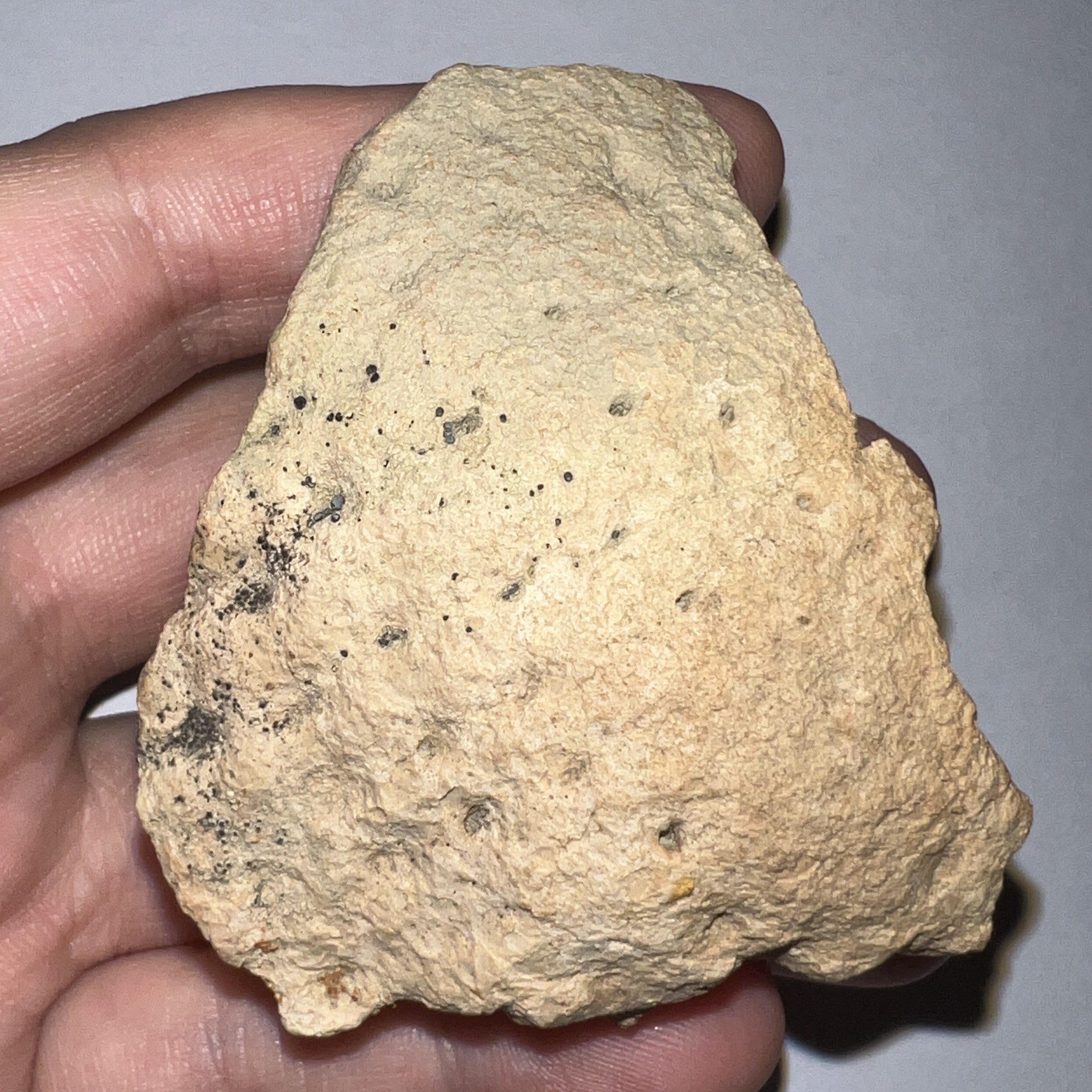 Pachycephalosaurus Dinosaur Skull Dome Fragment 2.61 Inches – Jako's ...
