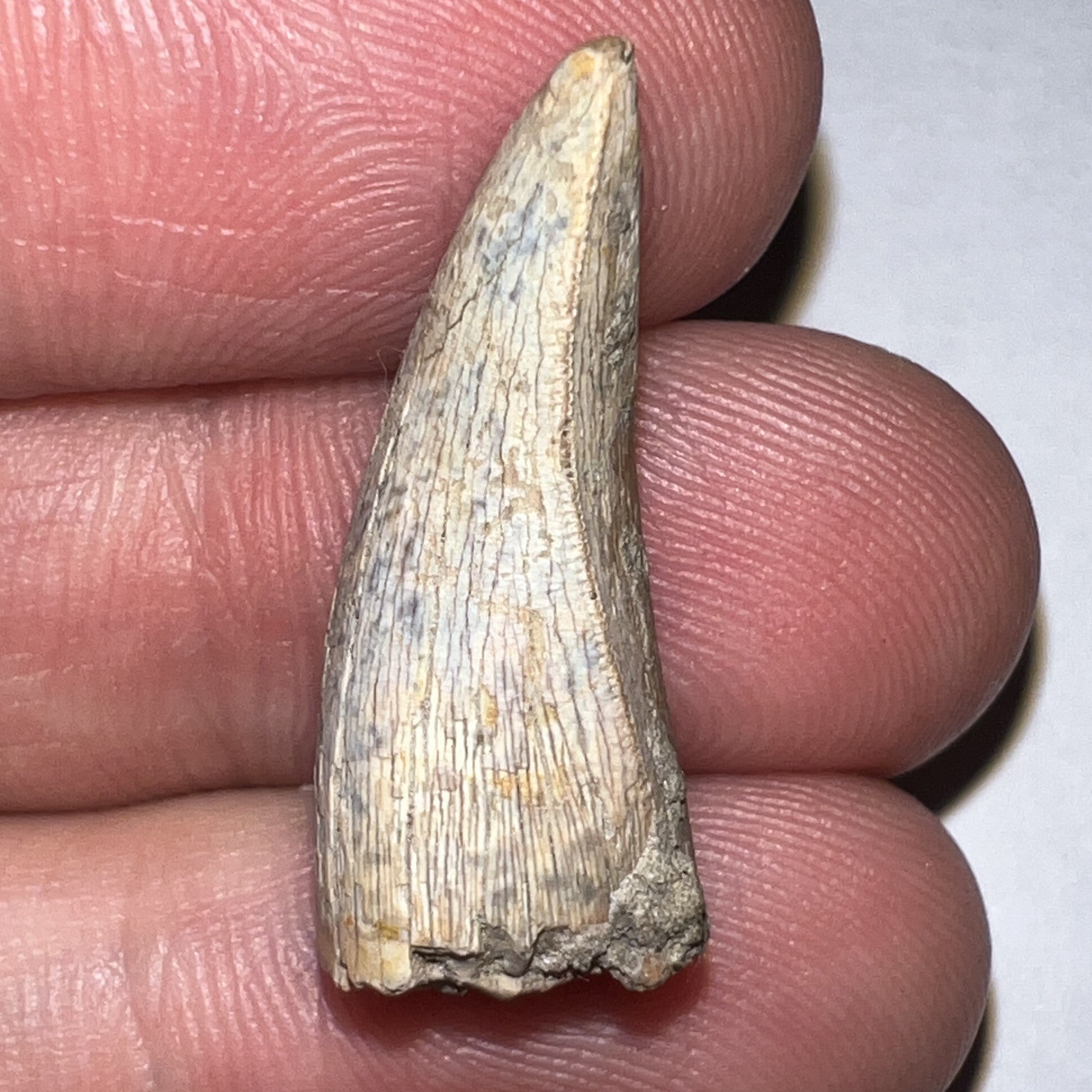 Tyrannosaurus Rex T-rex Premax Tooth for sale 1 inch – Jako's Fossil ...