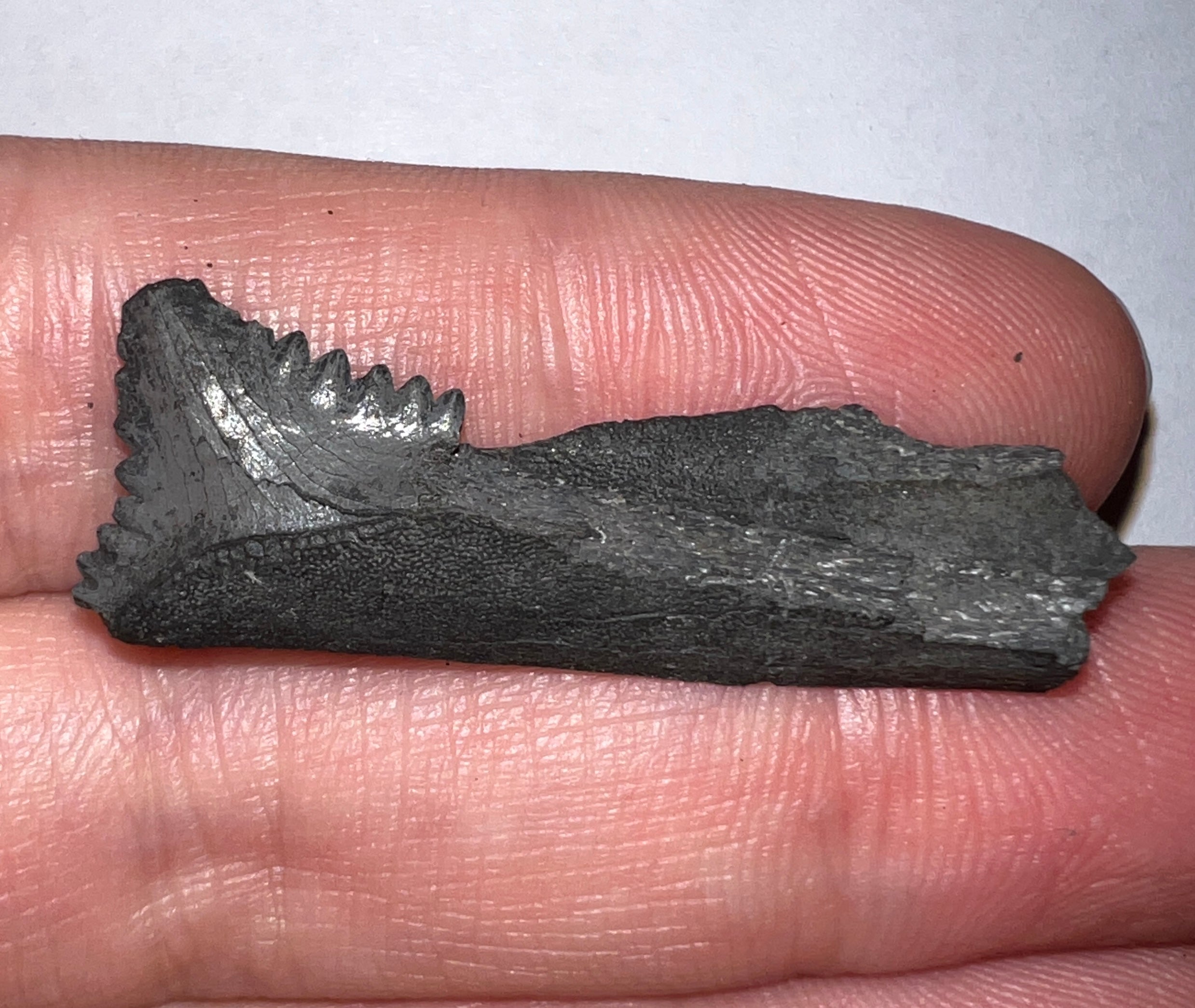 Edestus Fossil Scissor Shark Tooth for sale 1.52 Inches – Jako's Fossil ...