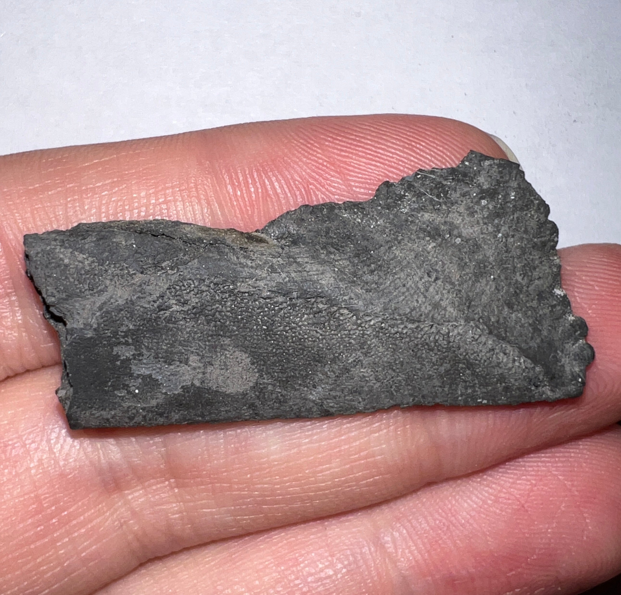 Edestus Fossil Scissor Shark Tooth for sale 1.73 Inches – Jako's Fossil ...