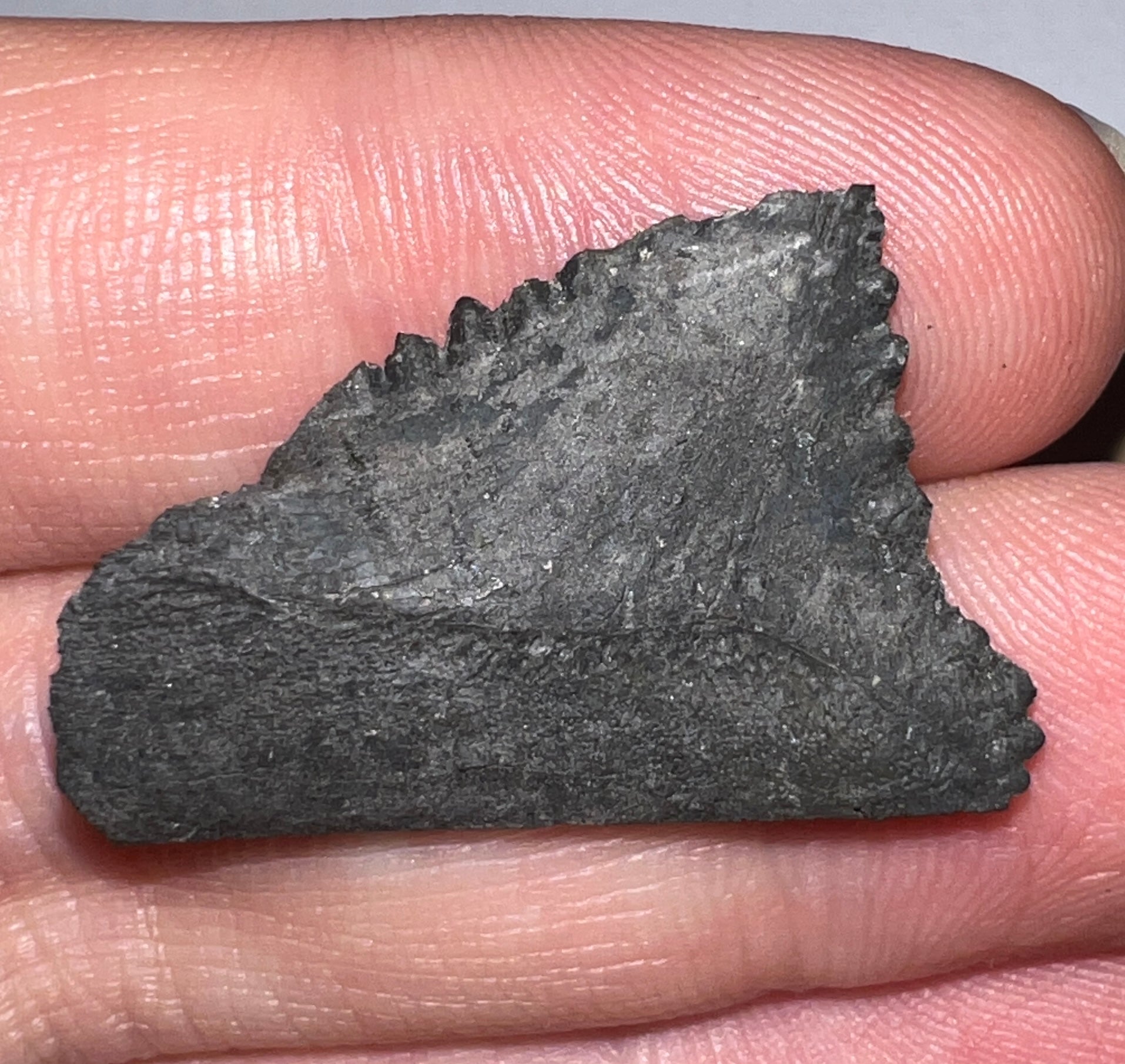 Edestus Fossil Scissor Shark Tooth for sale 1.14 Inches – Jako's Fossil ...