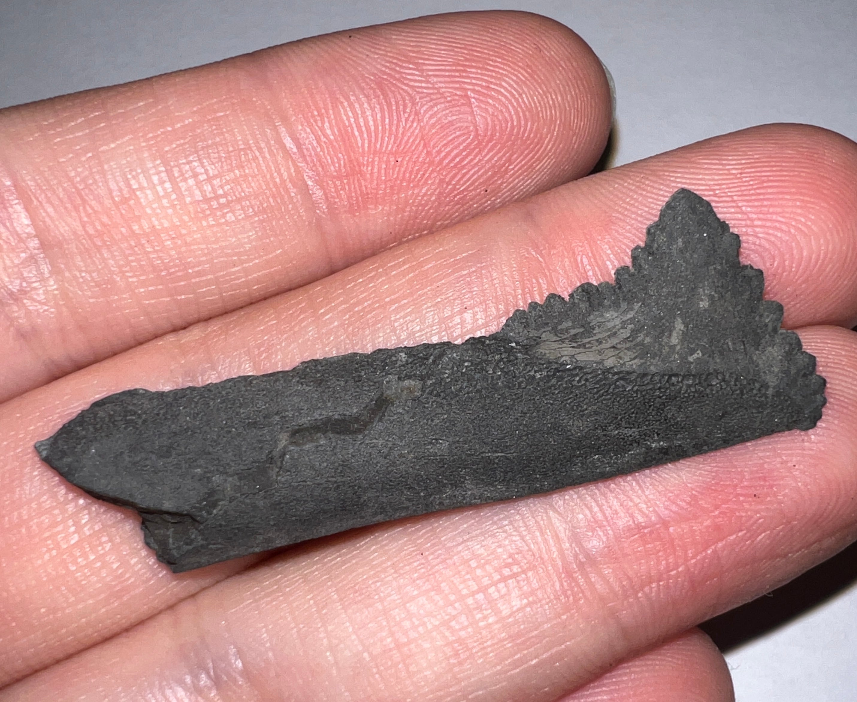 Edestus Fossil Scissor Shark Tooth for sale 1.91 Inches – Jako's Fossil ...