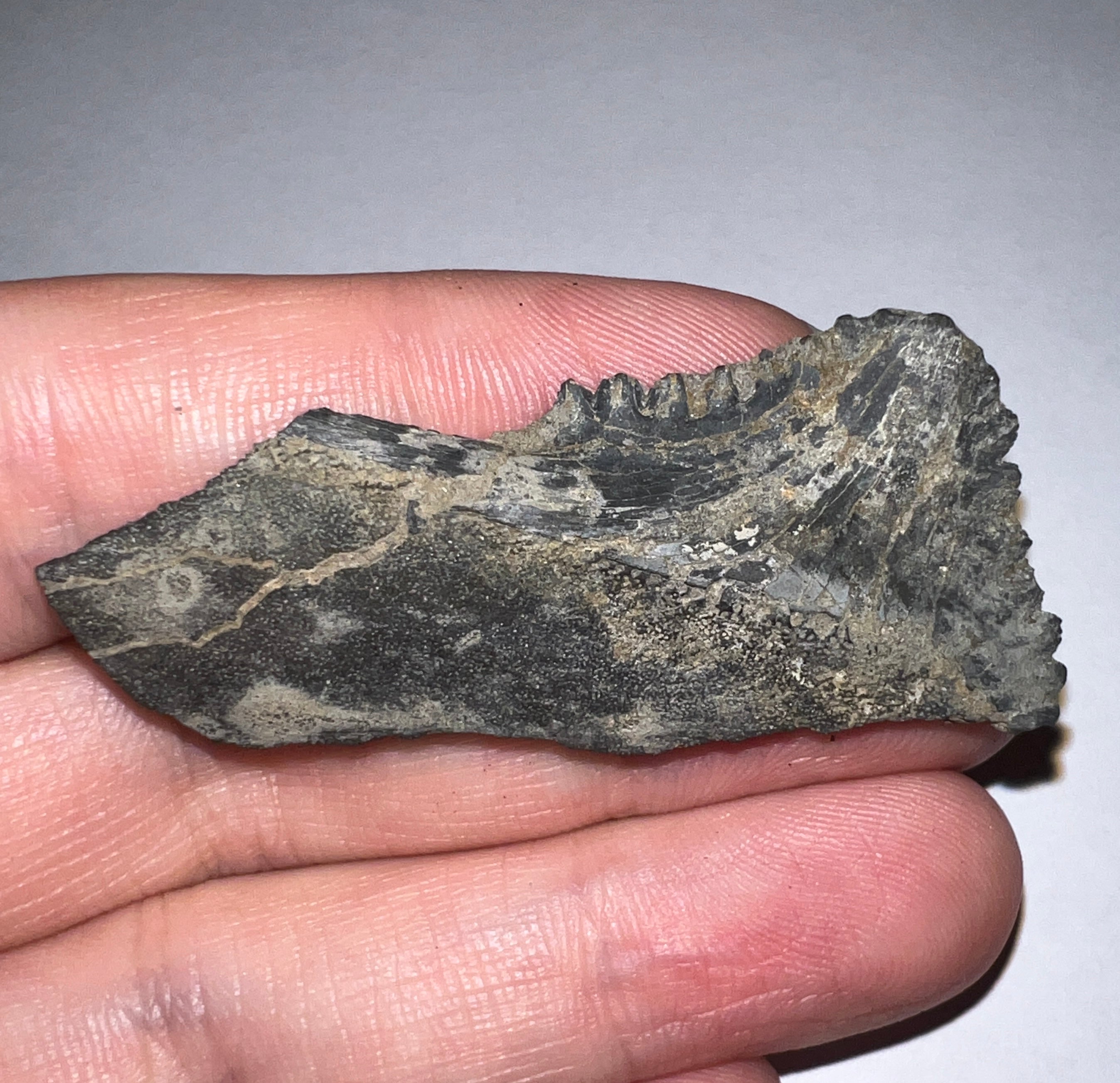 Edestus Fossil Scissor Shark Tooth for sale 2.11 Inches – Jako's Fossil ...