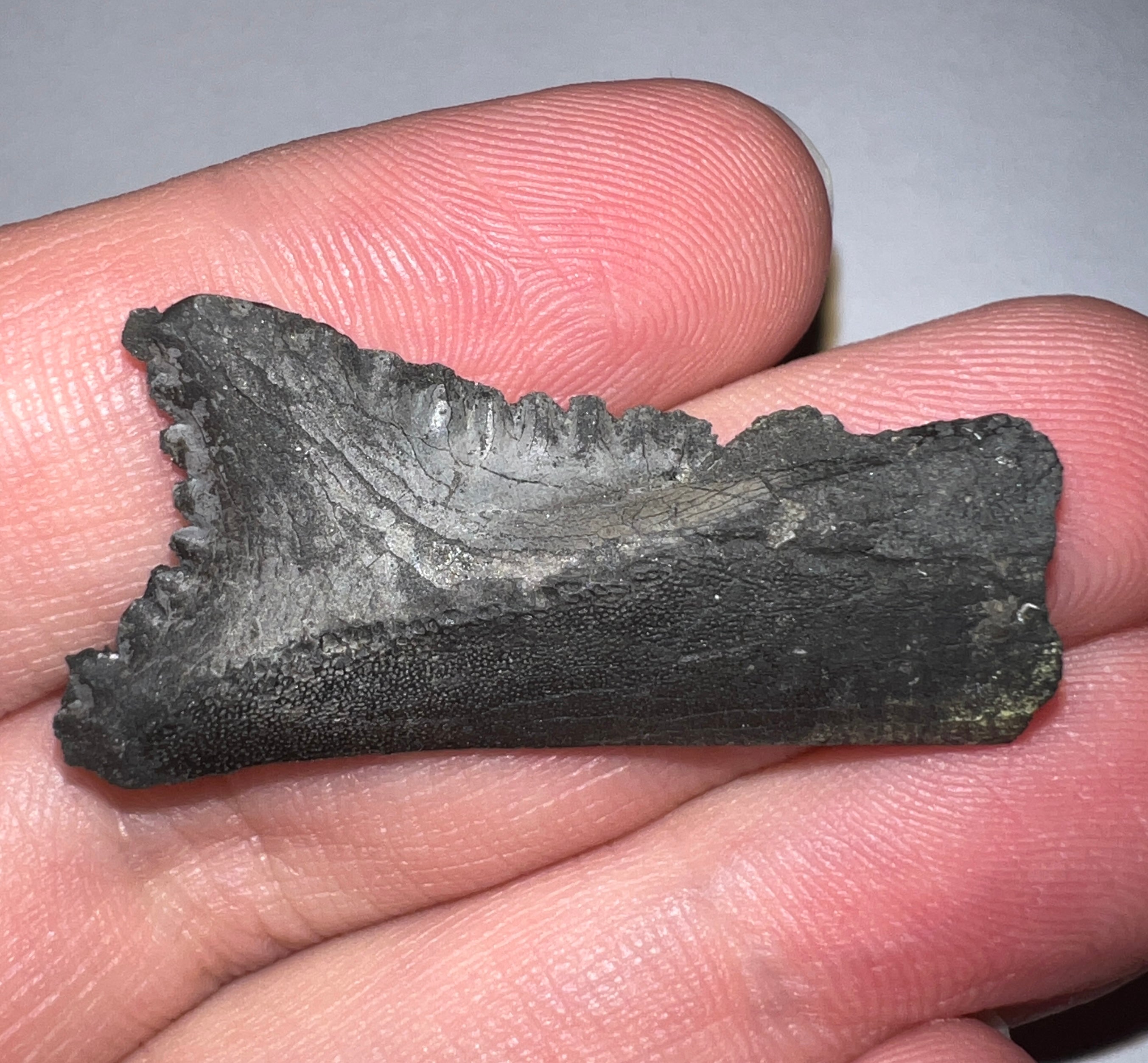 Edestus Fossil Scissor Shark Tooth for sale 1.48 Inches – Jako's Fossil ...