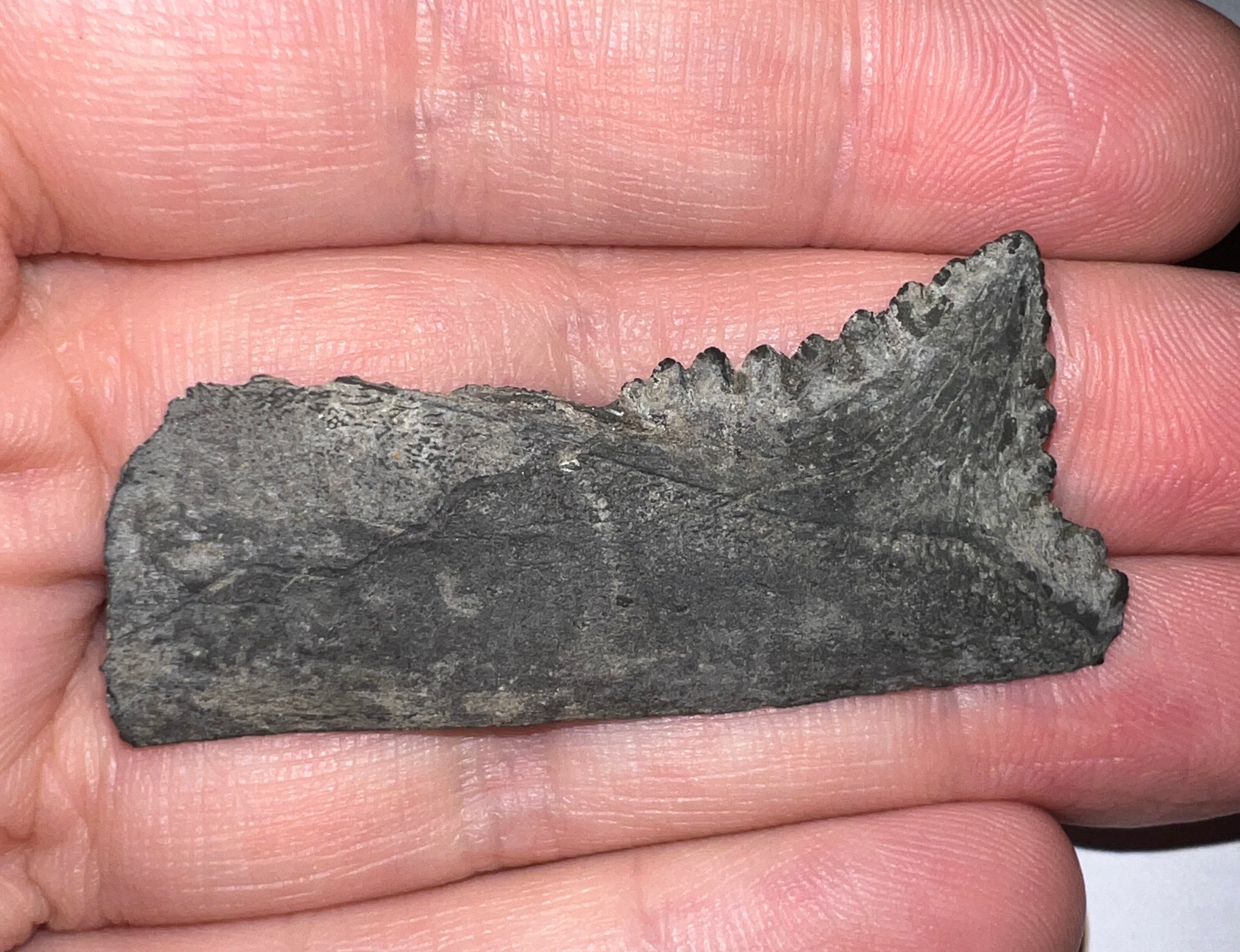 Edestus Fossil Scissor Shark Tooth for sale 2 Inches – Jako's Fossil ...