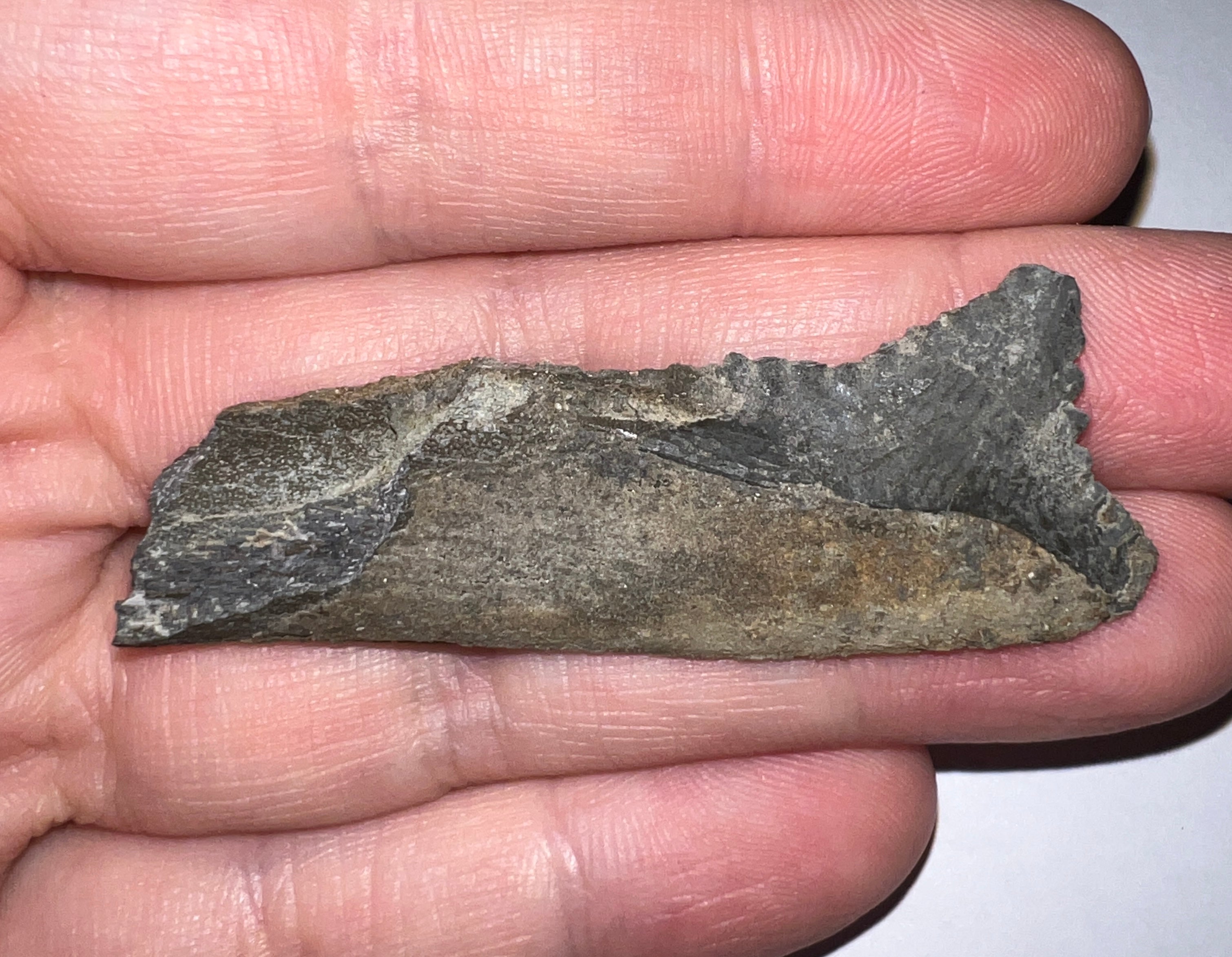 Edestus Fossil Scissor Shark Tooth for sale 2.25 Inches – Jako's Fossil ...