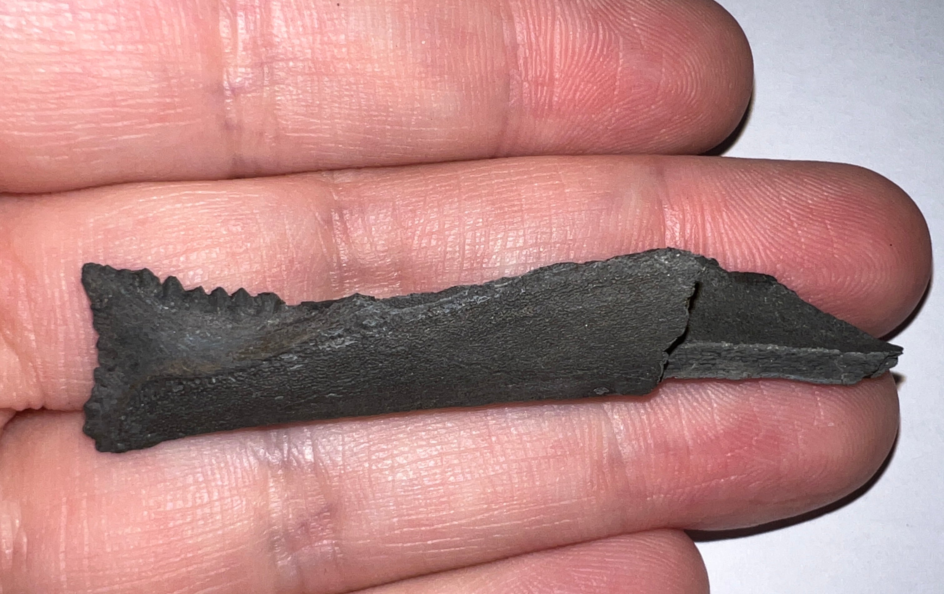 Edestus Fossil Scissor Shark Tooth for sale 2.39 Inches – Jako's Fossil ...