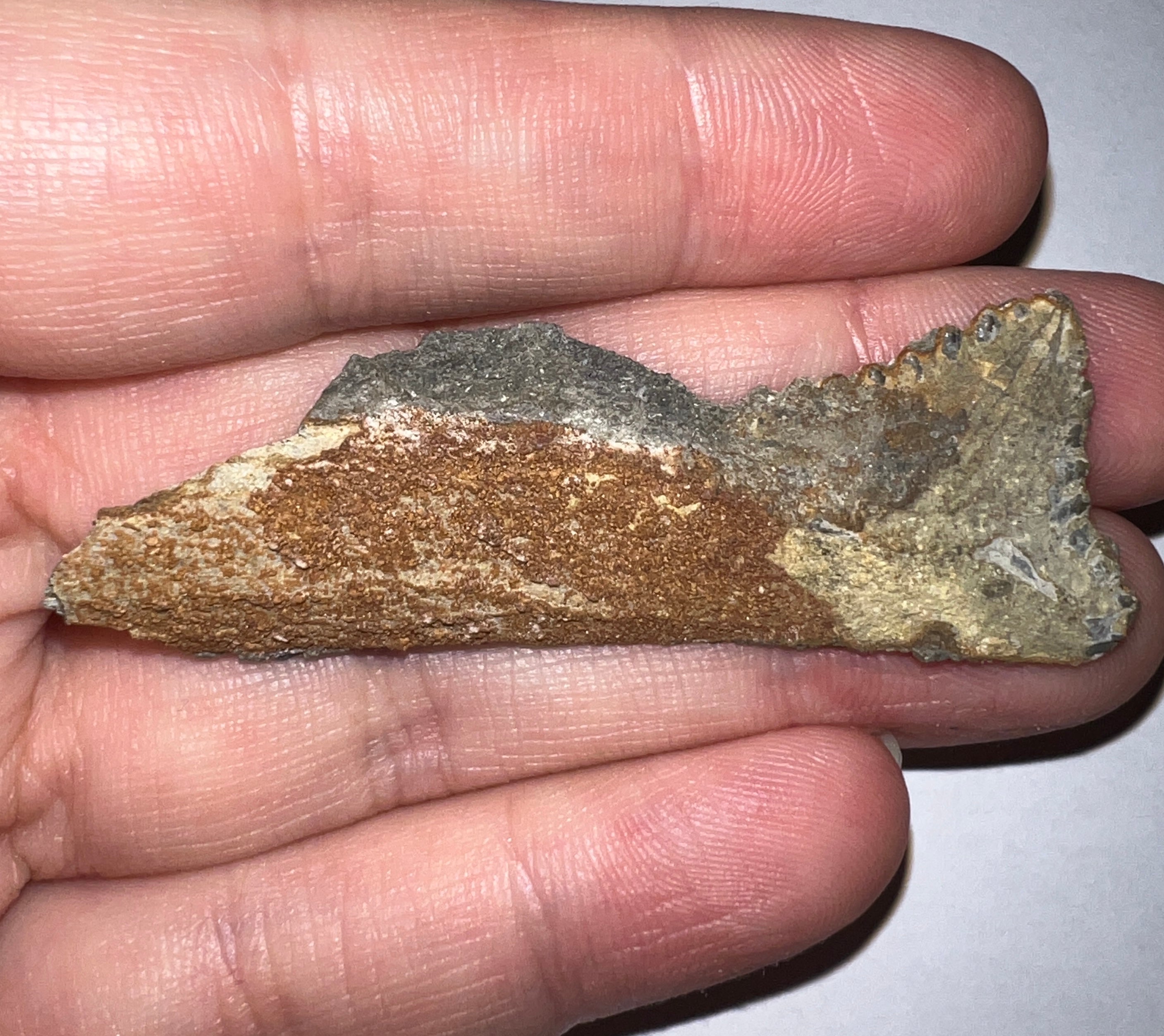 Edestus Fossil Scissor Shark Tooth for sale 2.43 Inches – Jako's Fossil ...
