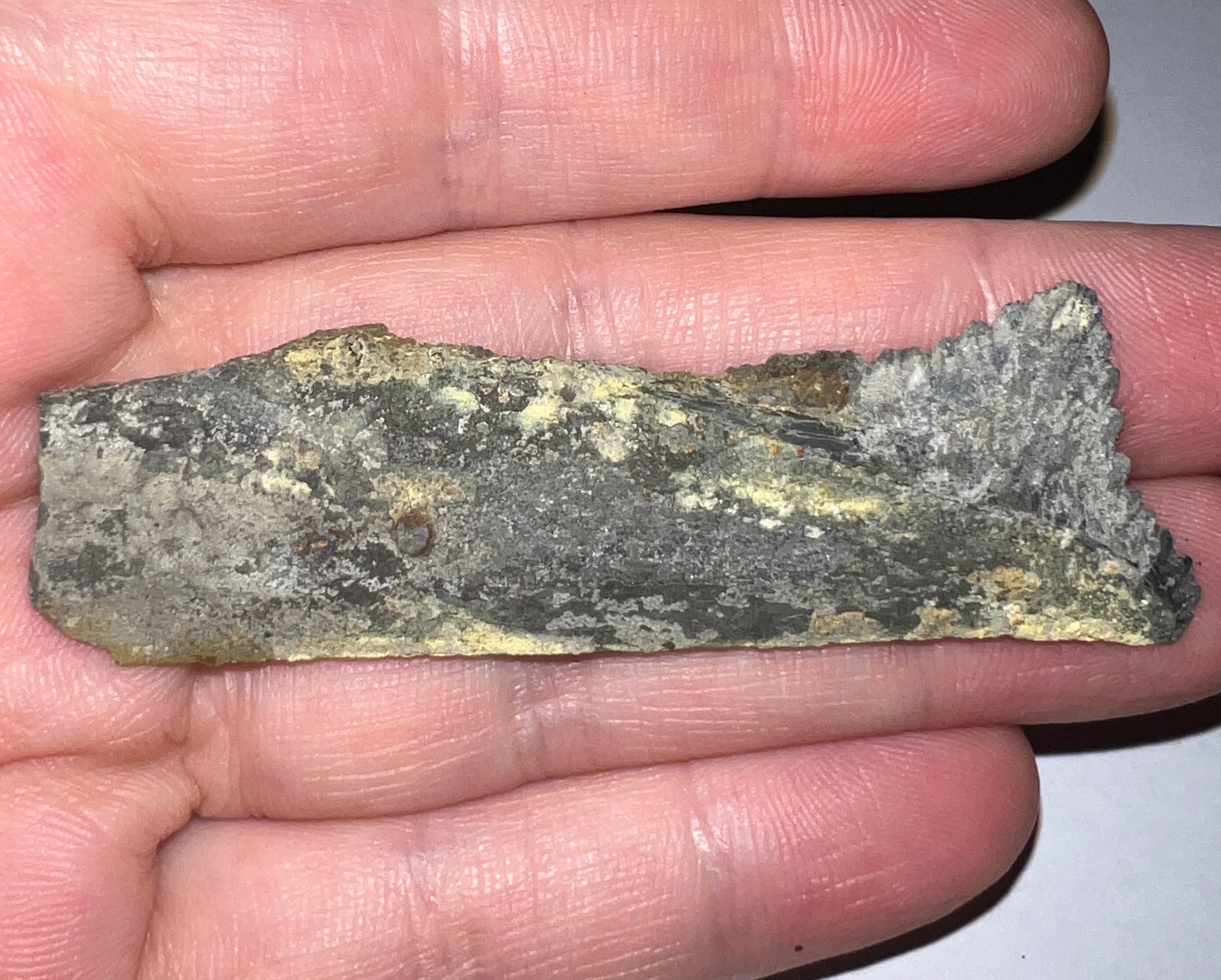 Edestus Fossil Scissor Shark Tooth for sale 2.77 Inches – Jako's Fossil ...