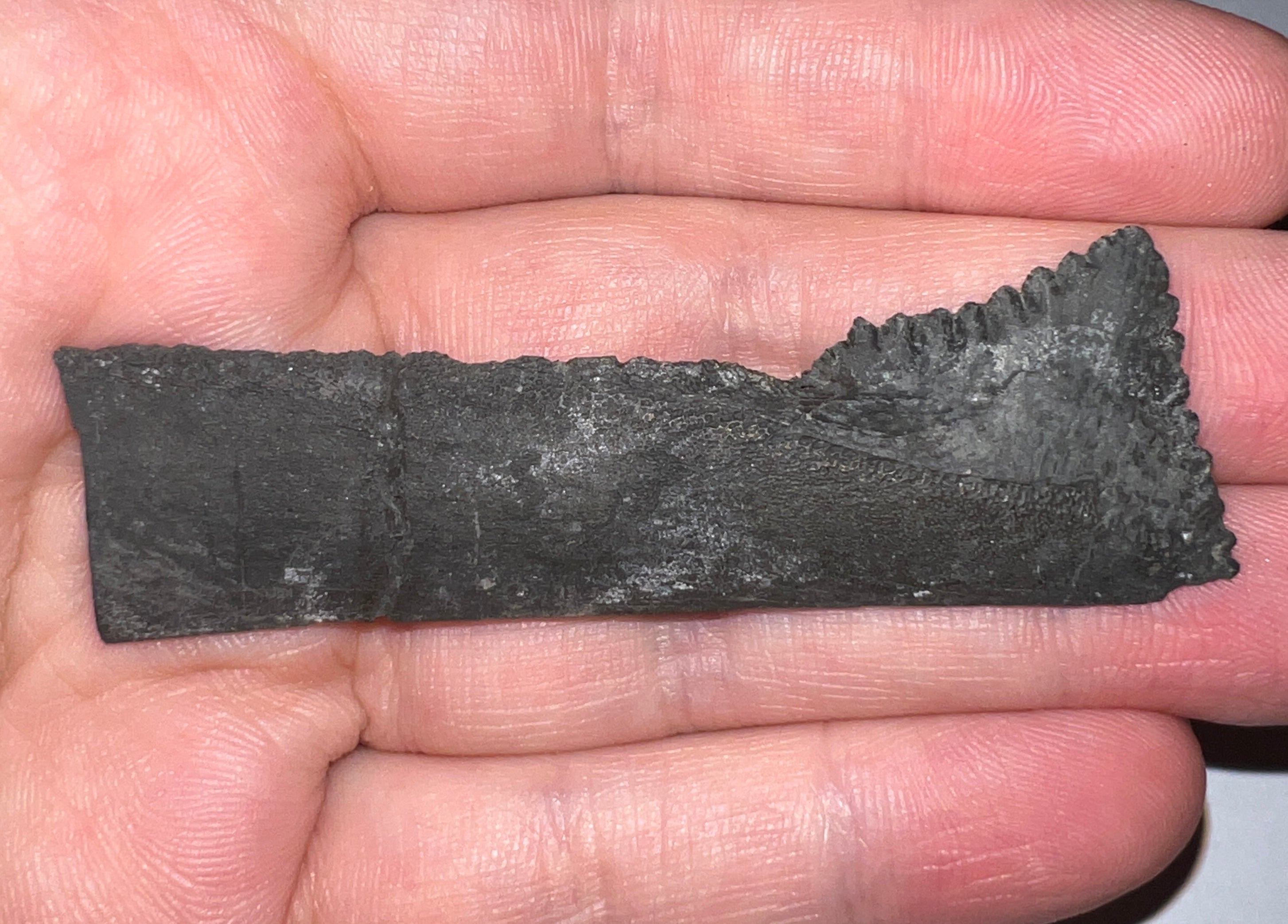 Edestus Fossil Scissor Shark Tooth for sale 2.75 Inches – Jako's Fossil ...