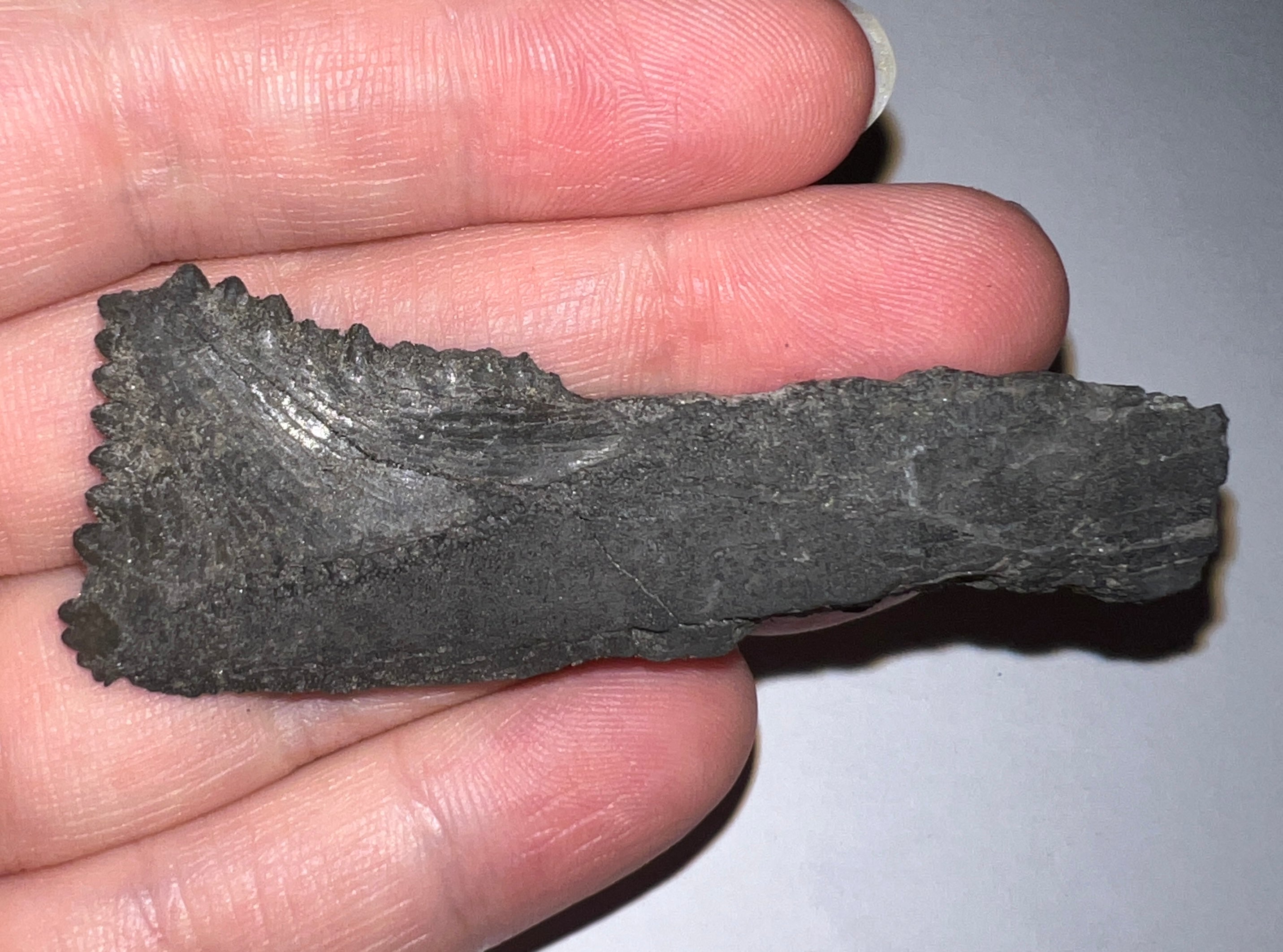 Edestus Fossil Scissor Shark Tooth for sale 2.75 Inches – Jako's Fossil ...