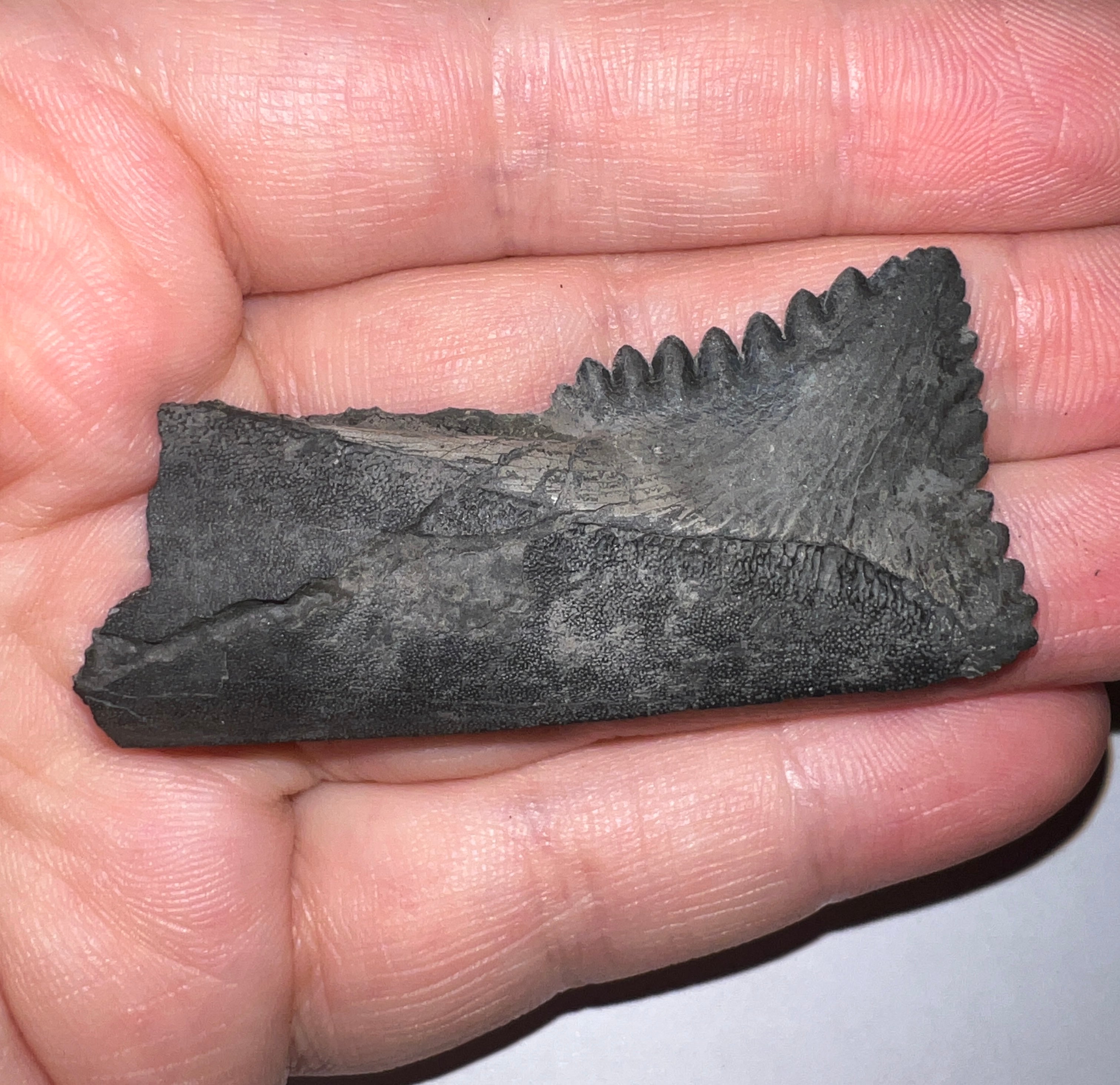 Edestus Fossil Scissor Shark Tooth for sale 2.33 Inches – Jako's Fossil ...