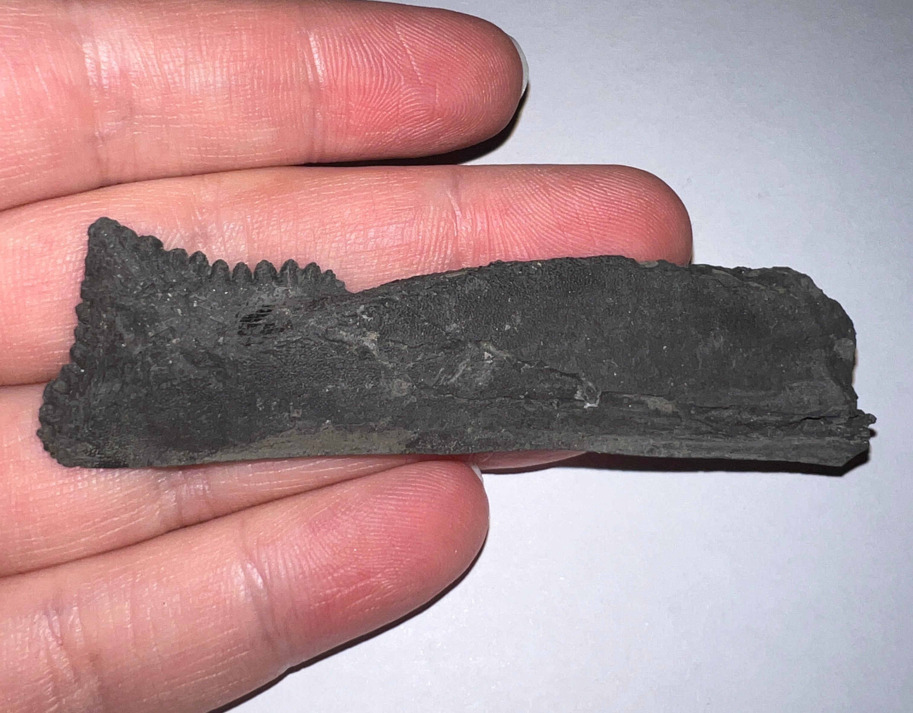 Edestus Fossil Scissor Shark Tooth for sale 3.19 Inches – Jako's Fossil ...