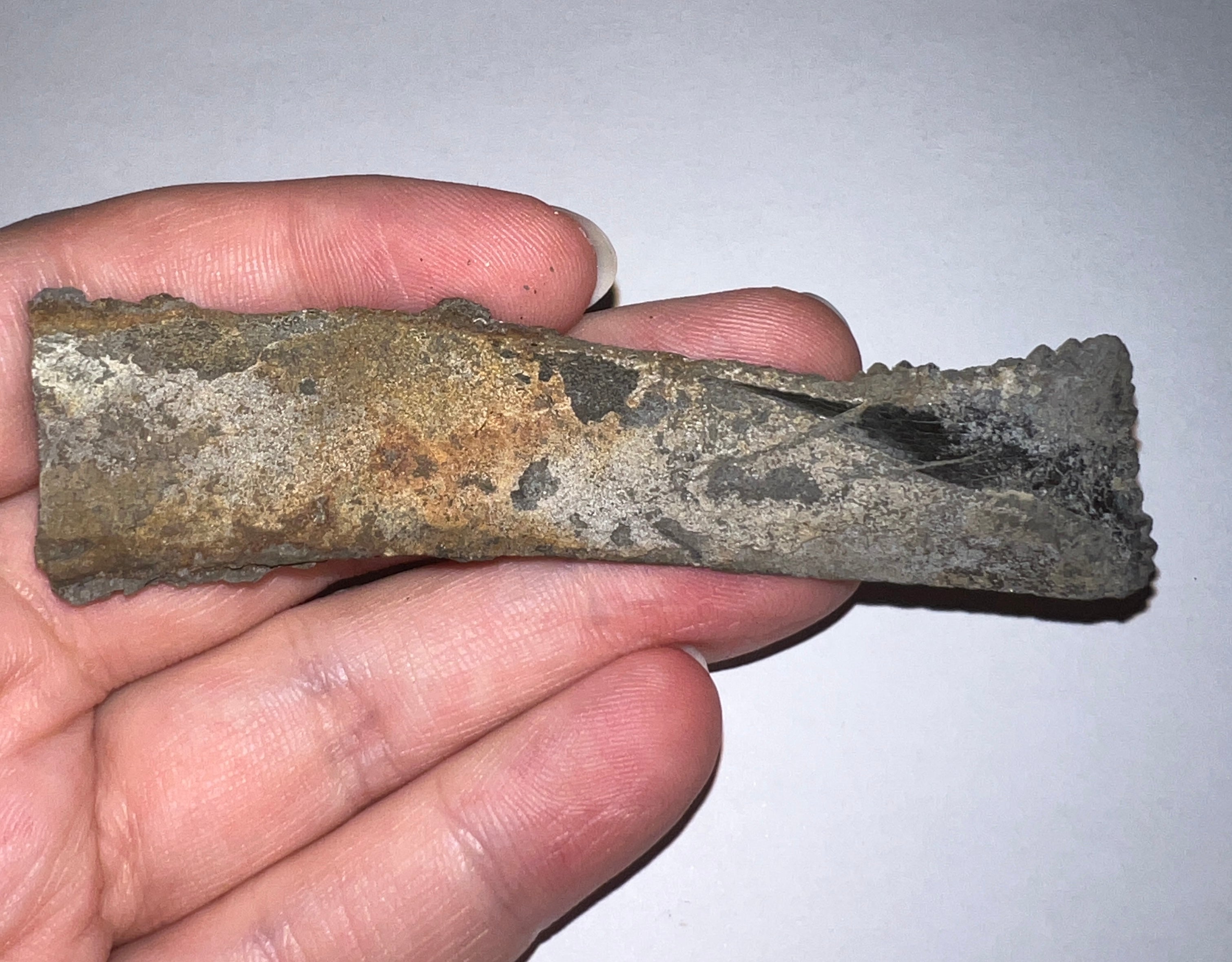 Edestus Fossil Scissor Shark Tooth for sale 3.55 Inches – Jako's Fossil ...