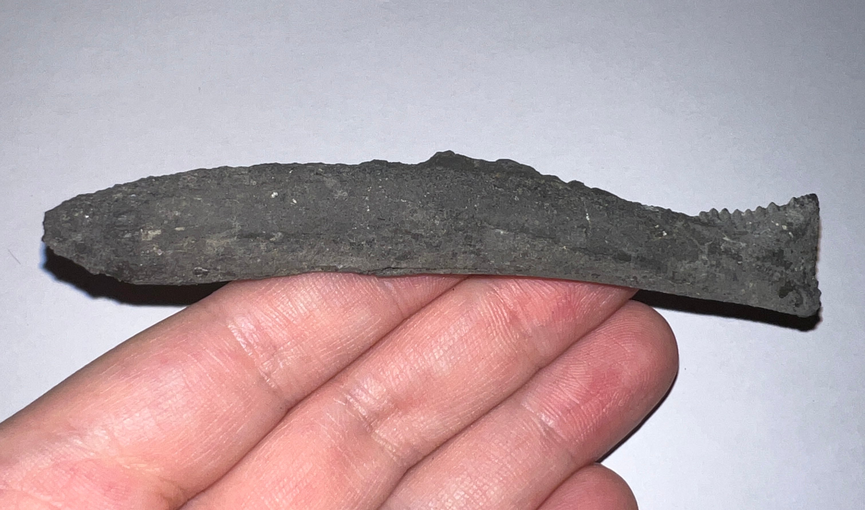 Edestus Fossil Scissor Shark Tooth for sale 4.16 Inches – Jako's Fossil ...