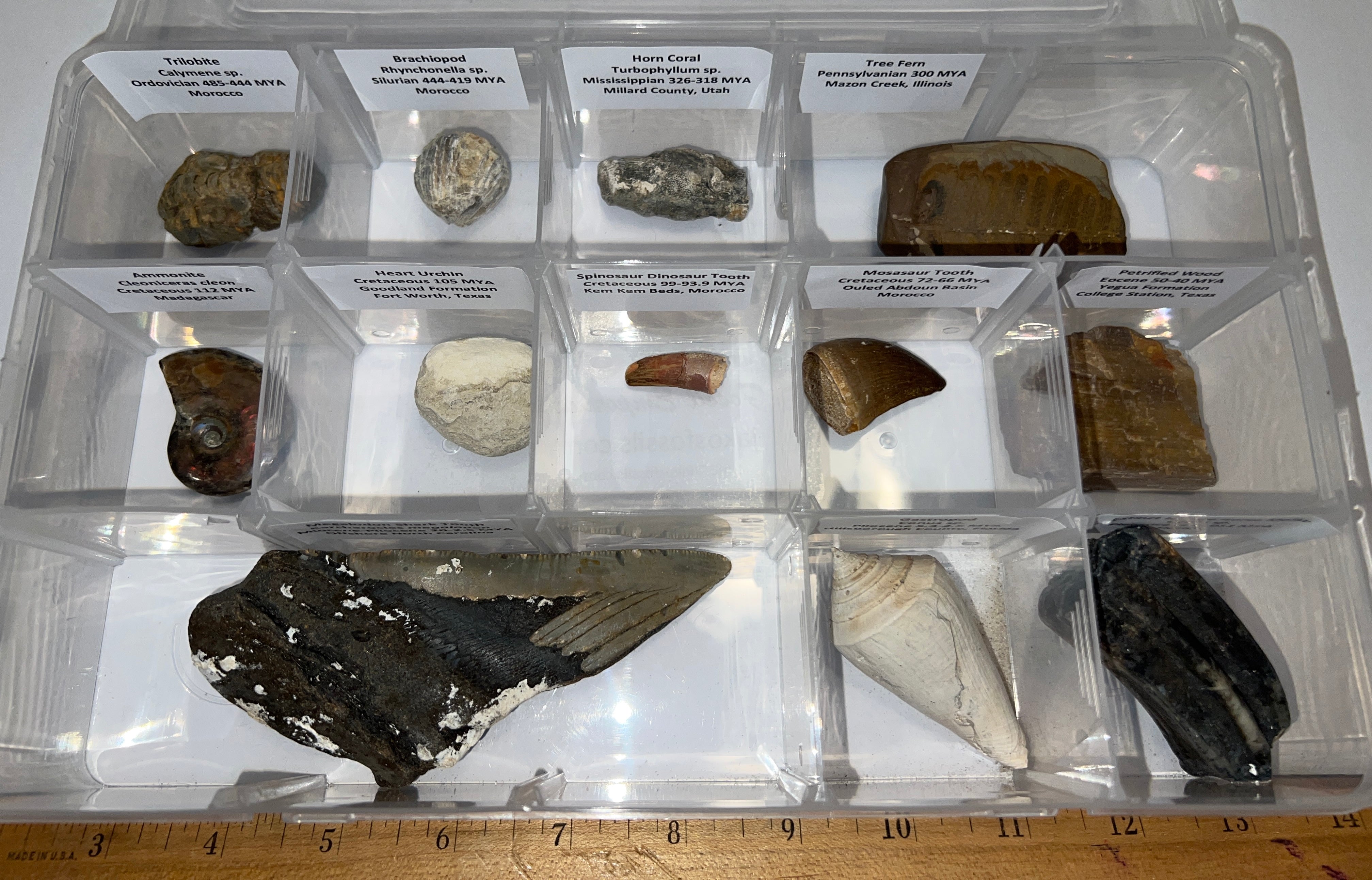 Labeled Fossil Collection for sale in a clear case with a fact sheet ...