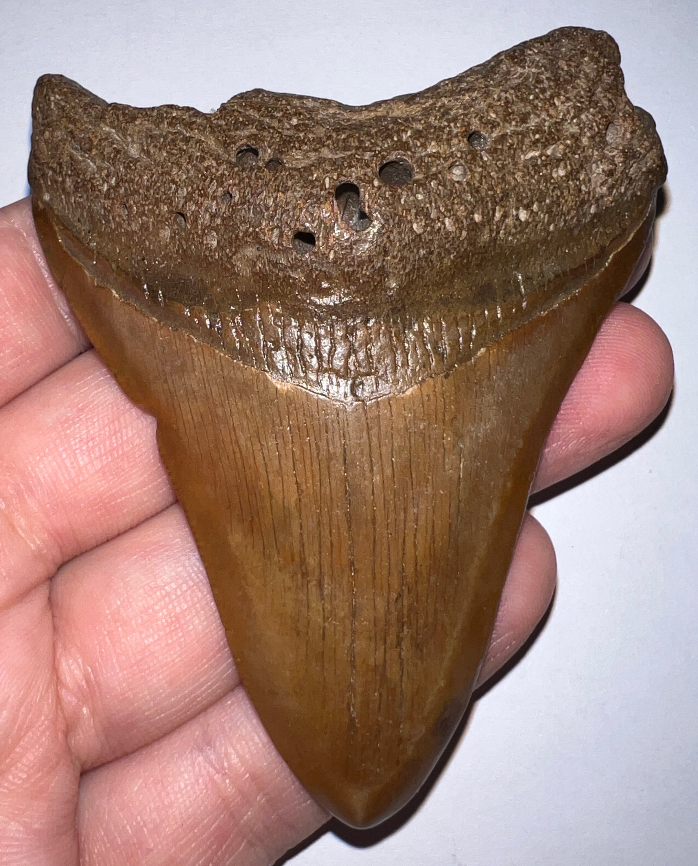 Megalodon Fossil Shark Tooth for sale 3.29 Inches – Jako's Fossil Emporium