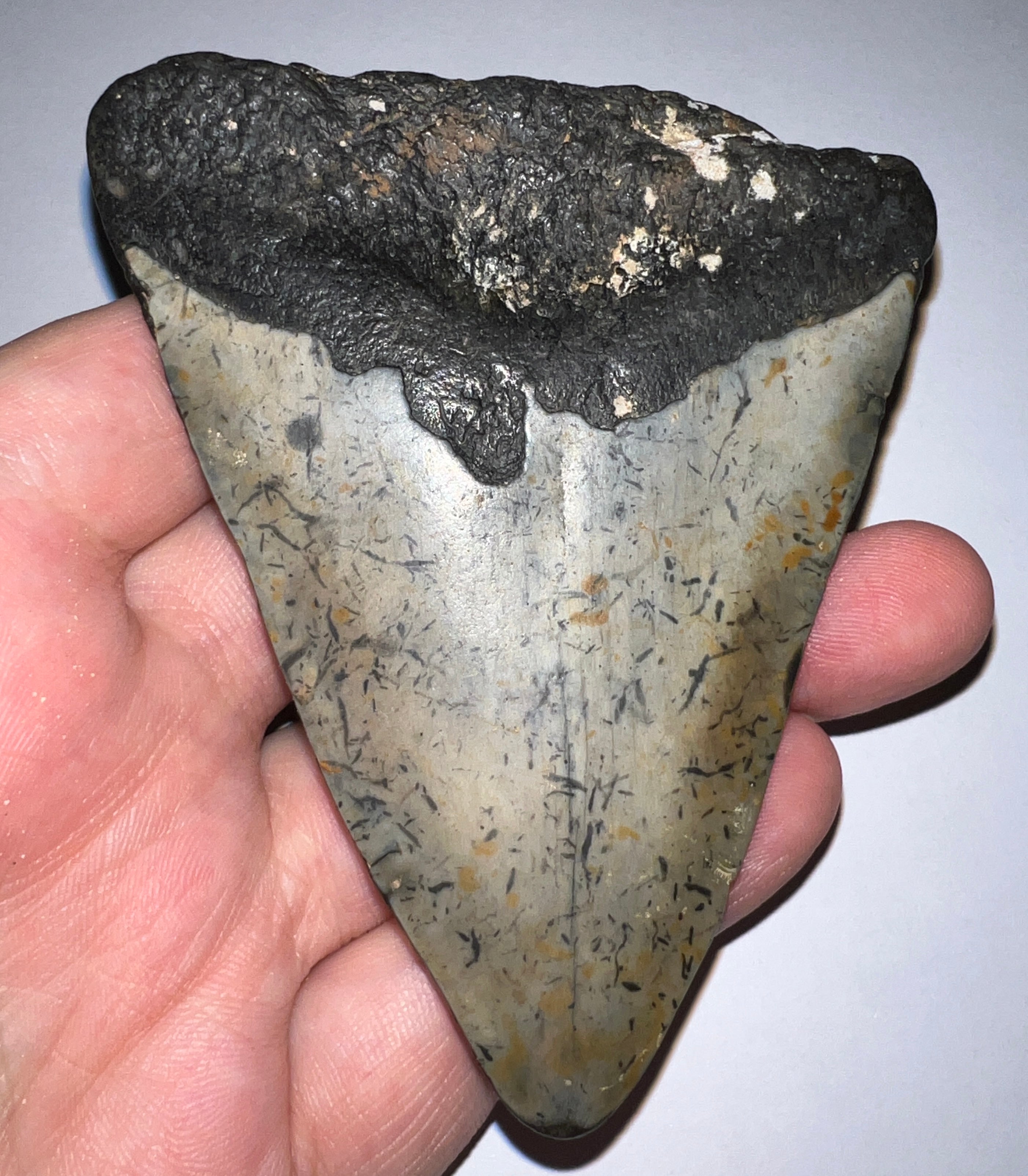 Megalodon Fossil Shark Tooth for sale 3.74 Inches – Jako's Fossil Emporium