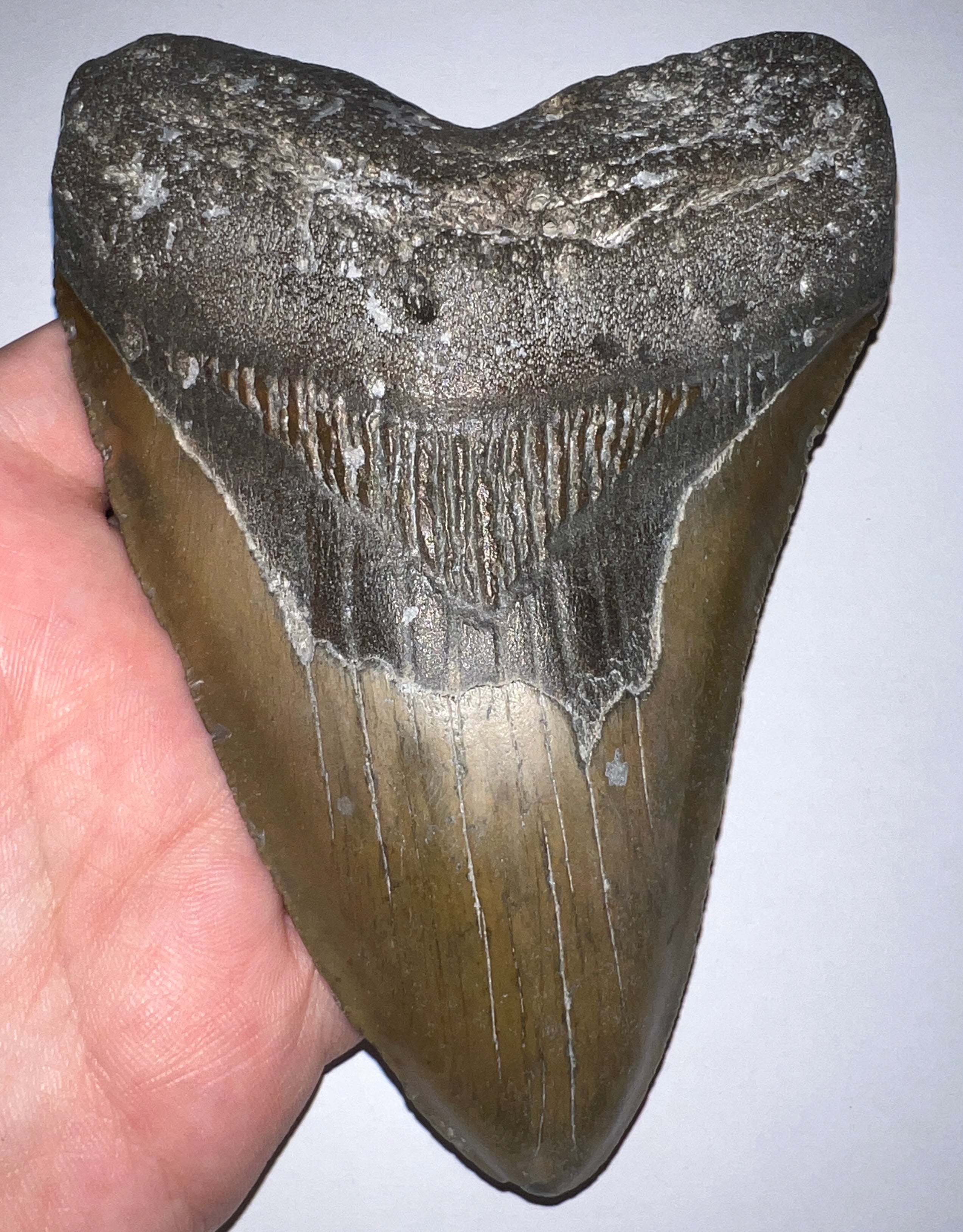 Huge Megalodon Fossil Shark Tooth for sale 5.49 Inches – Jako's Fossil ...
