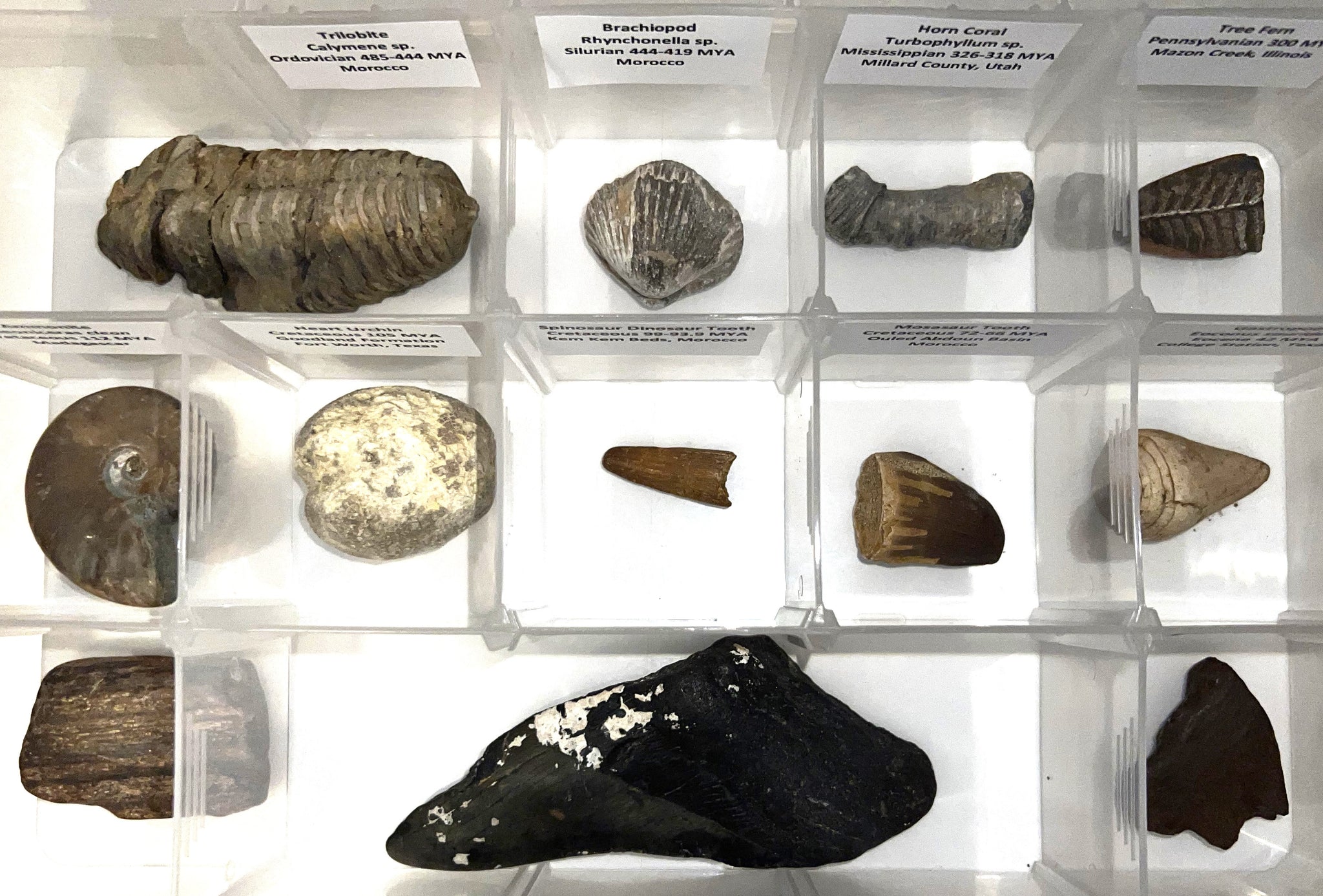Labeled Fossil Collection for sale in a clear case with a fact sheet ...