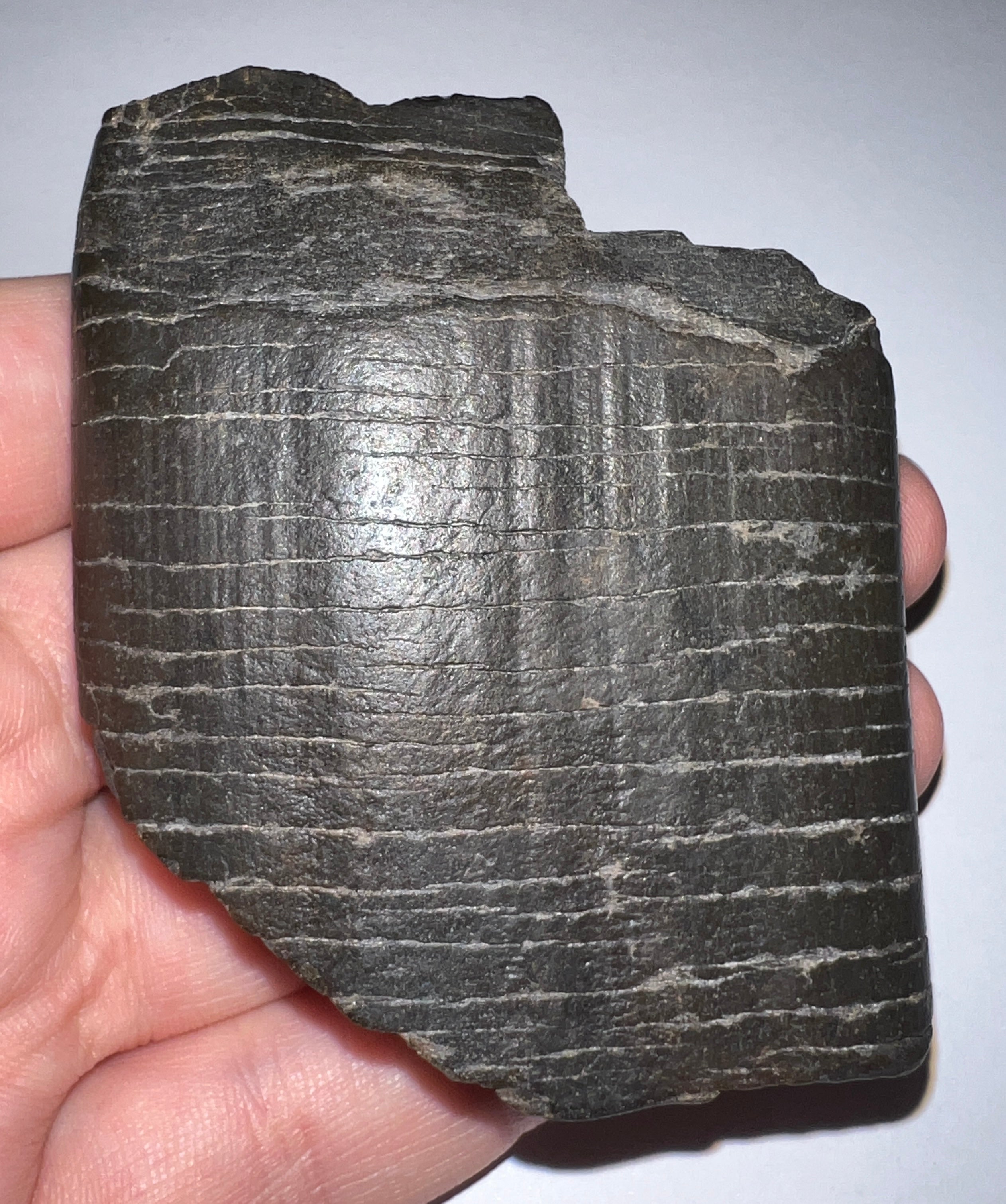 Authentic Giant Ground Sloth Eremotherium Partial Tooth for sale 2.8 ...
