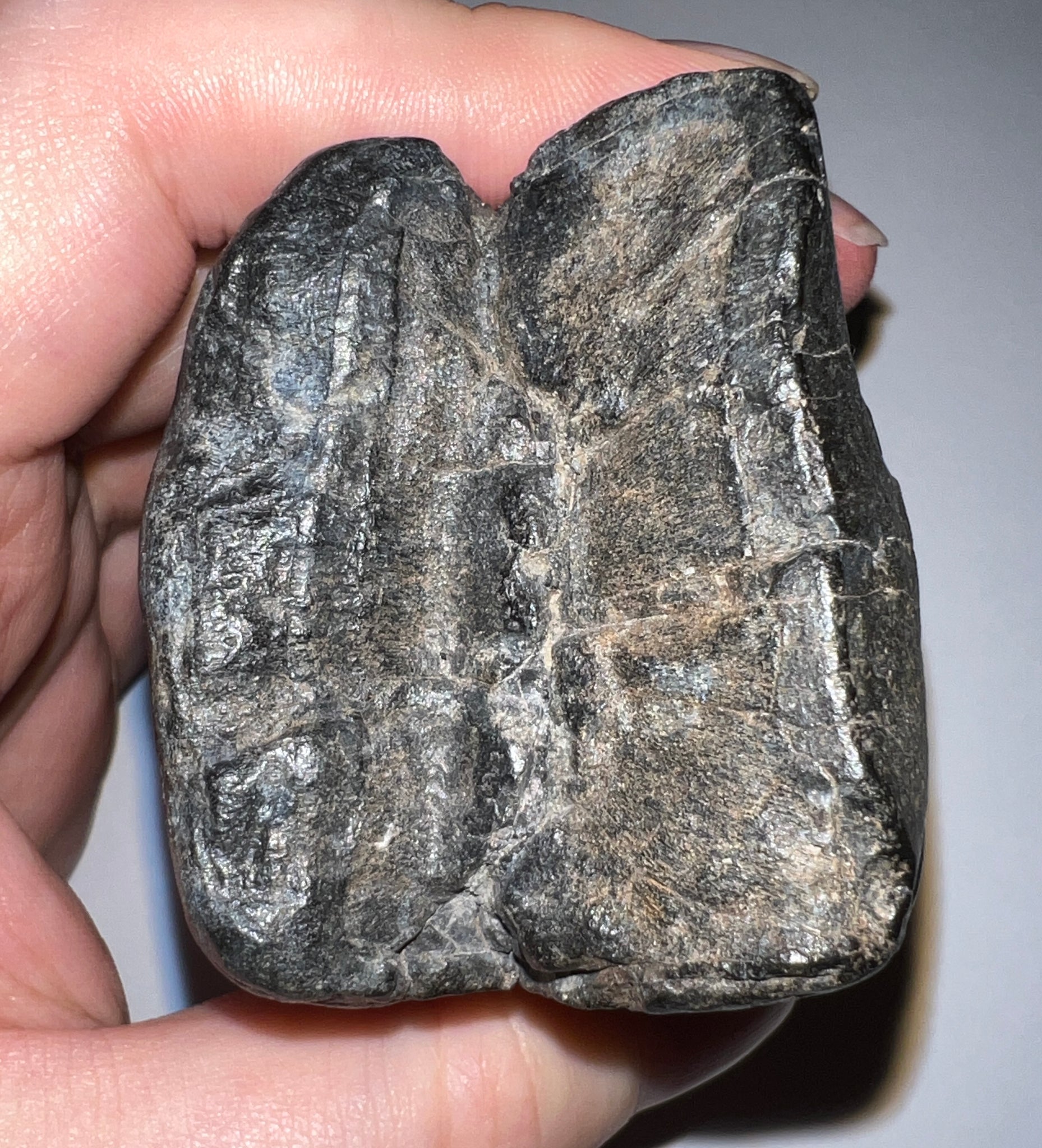 Authentic Giant Ground Sloth Eremotherium Tooth for sale 3.82 inches ...