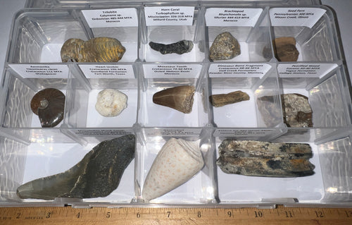 Dinosaur Fossils for sale – Jako's Fossil Emporium