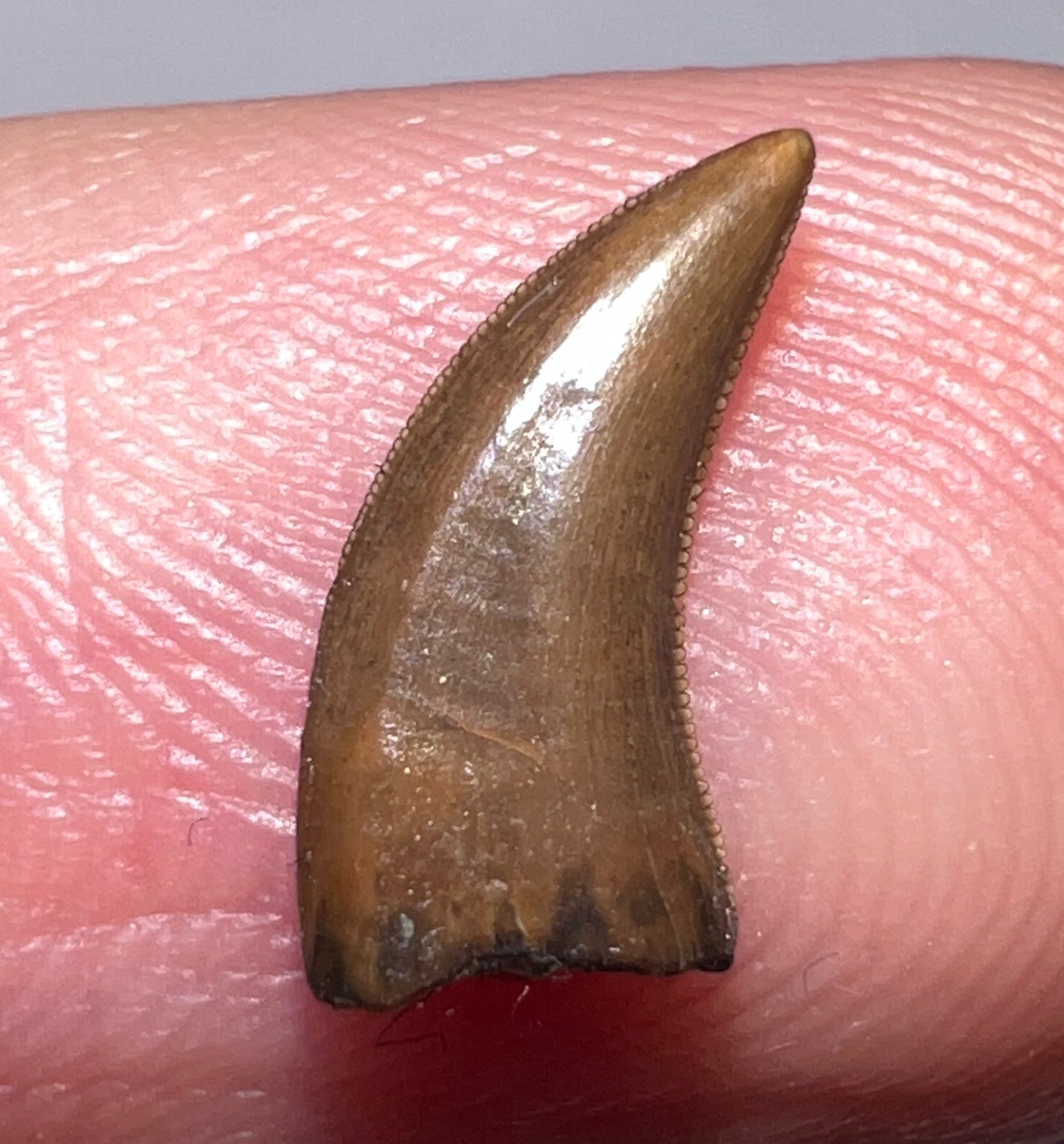 Acheroraptor Dromaeosaur True Raptor Tooth for sale .42 Inches – Jako's ...
