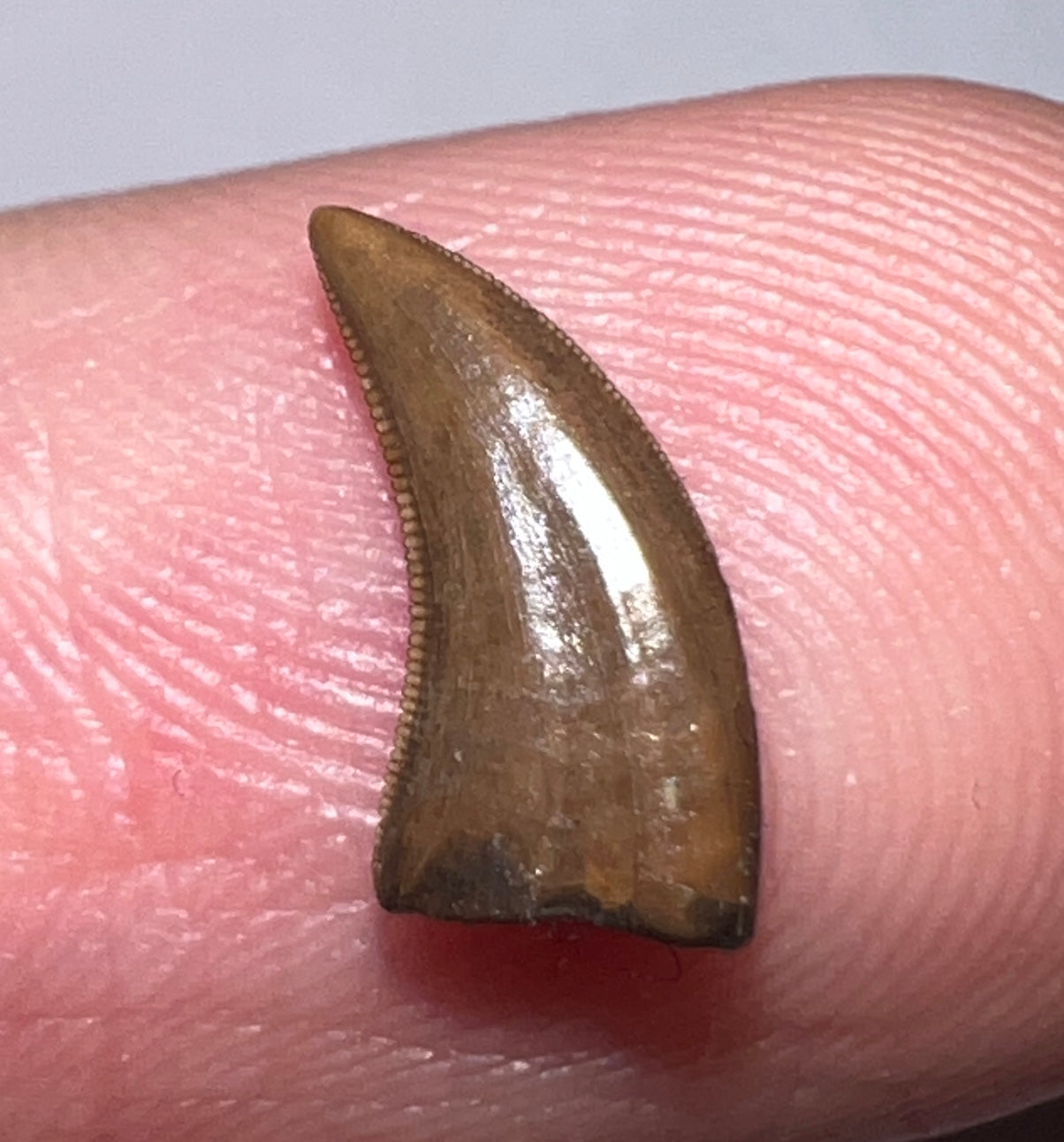 Acheroraptor Dromaeosaur True Raptor Tooth for sale .42 Inches – Jako's ...
